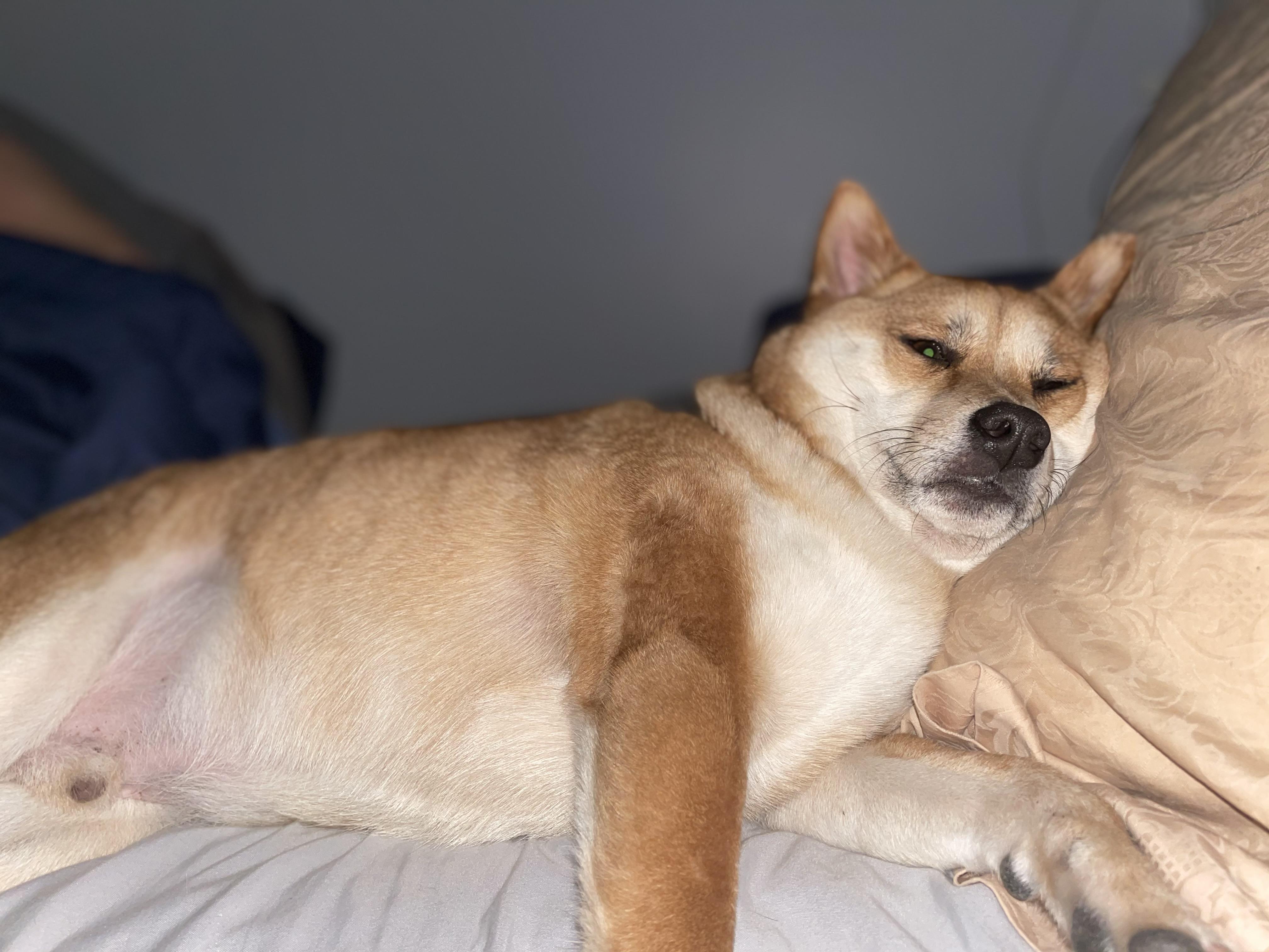 Tired Thor after a long day being the shibe. | Scrolller