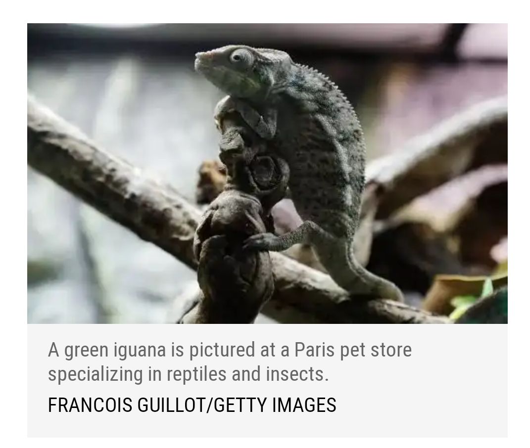 To identify an iguana. | Scrolller