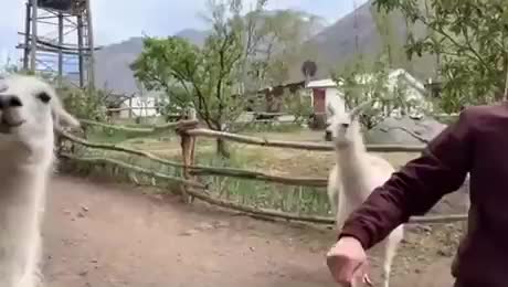 Petting a llama | Scrolller