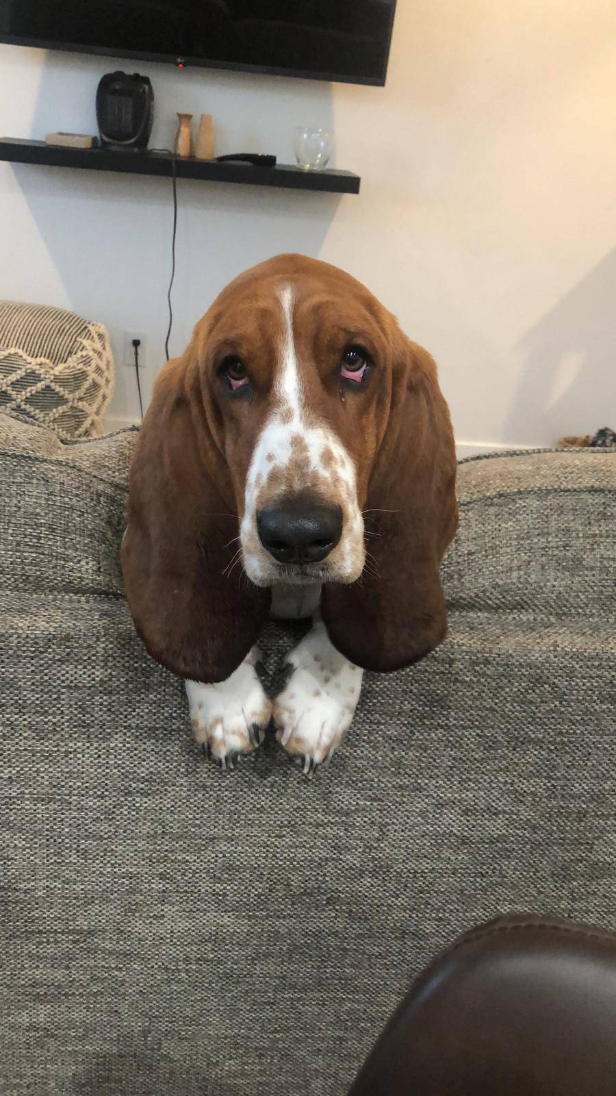 Toby is waiting for a treat | Scrolller