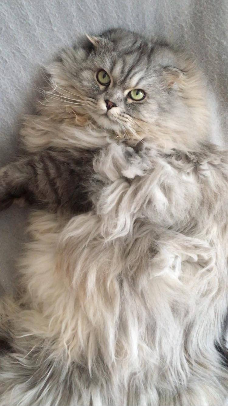 Today he’s “Extra fluff”😂 | Scrolller