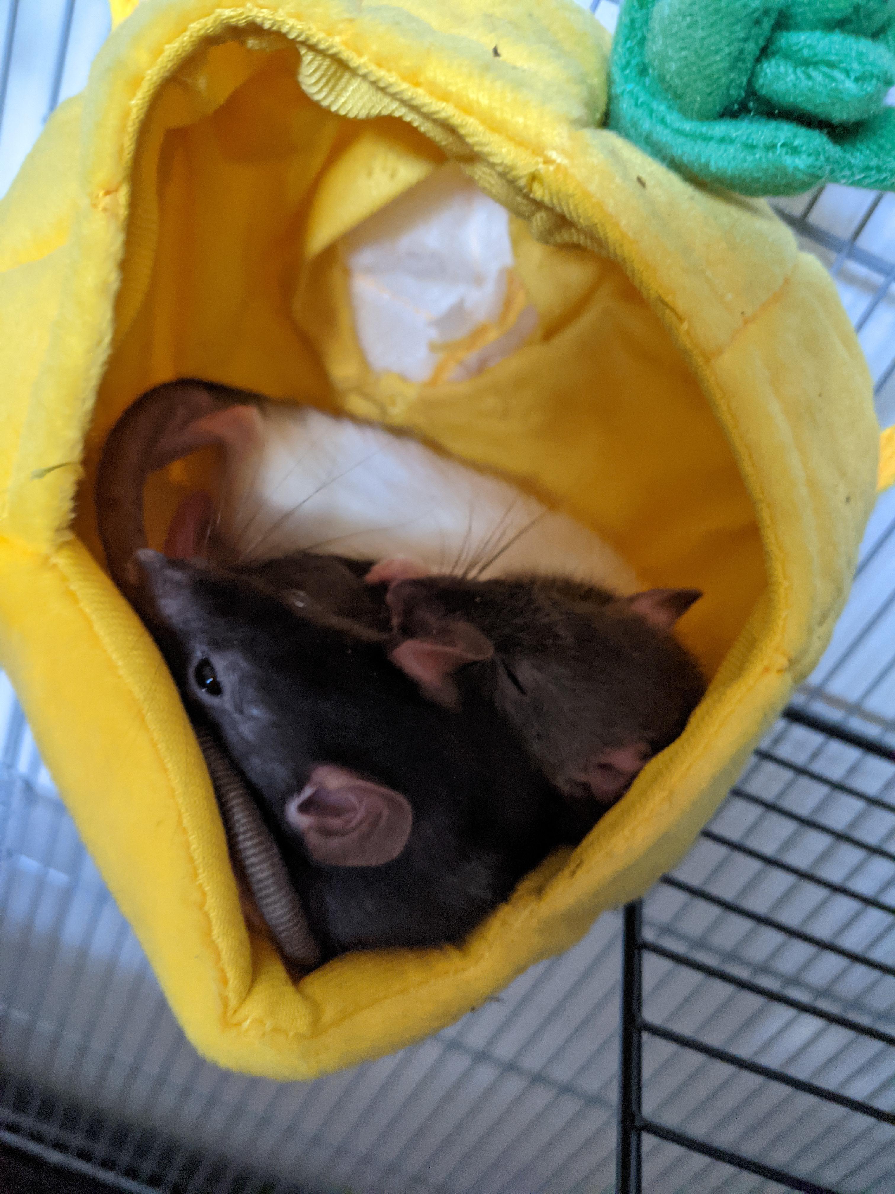 Today's cuddle puddle 💗 | Scrolller