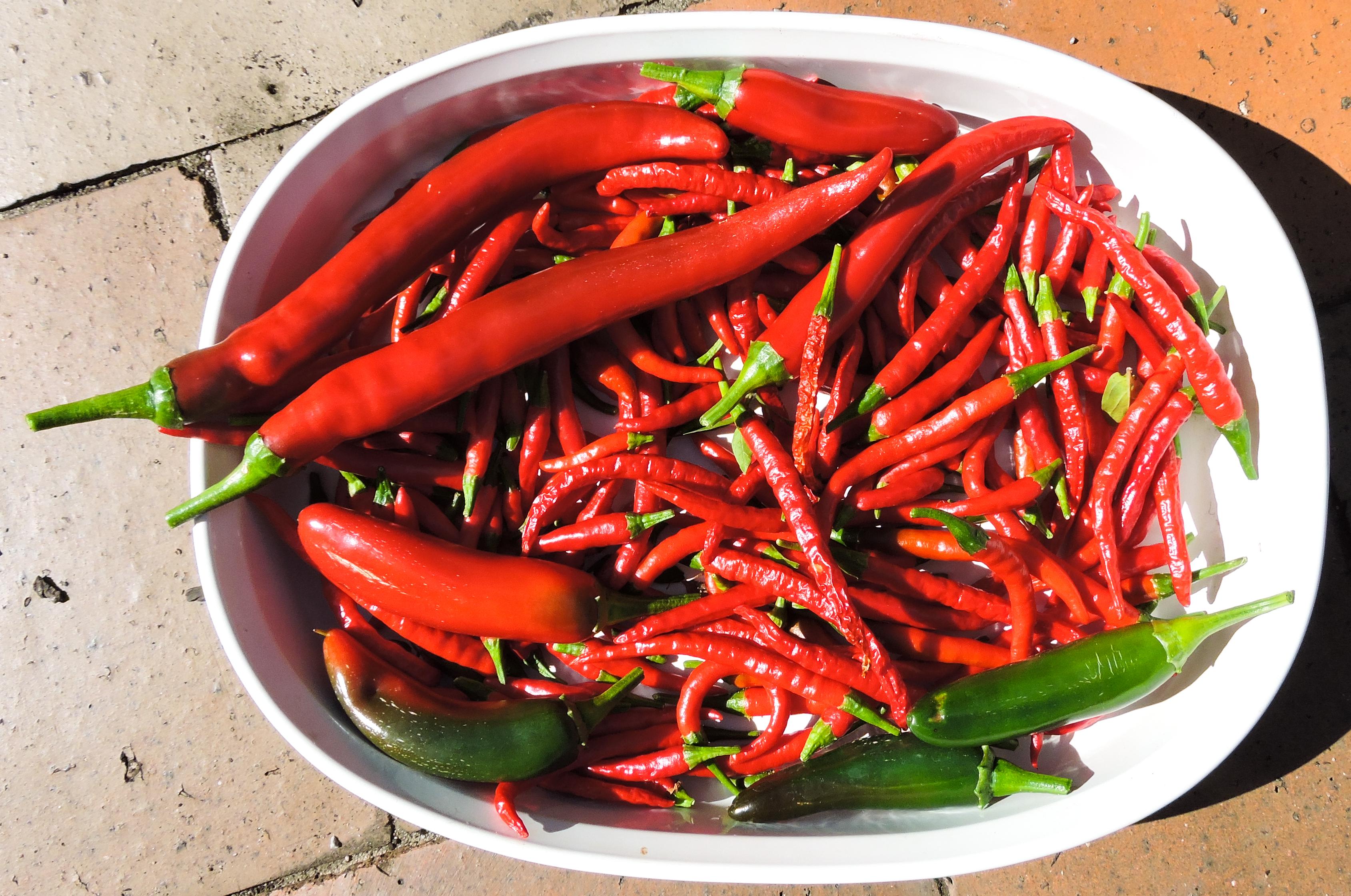 Today's pepper haul. | Scrolller