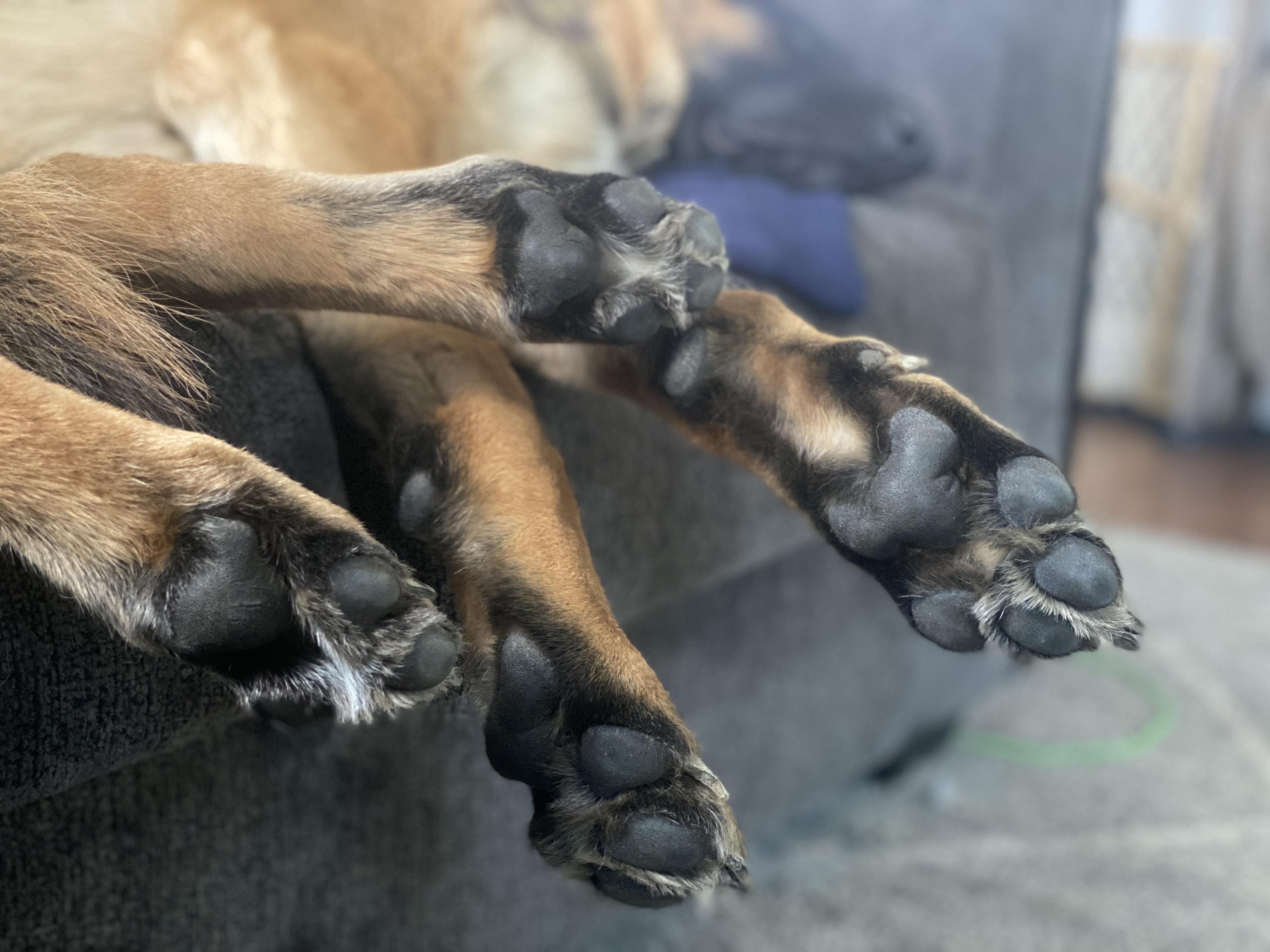 Toe Beans | Scrolller