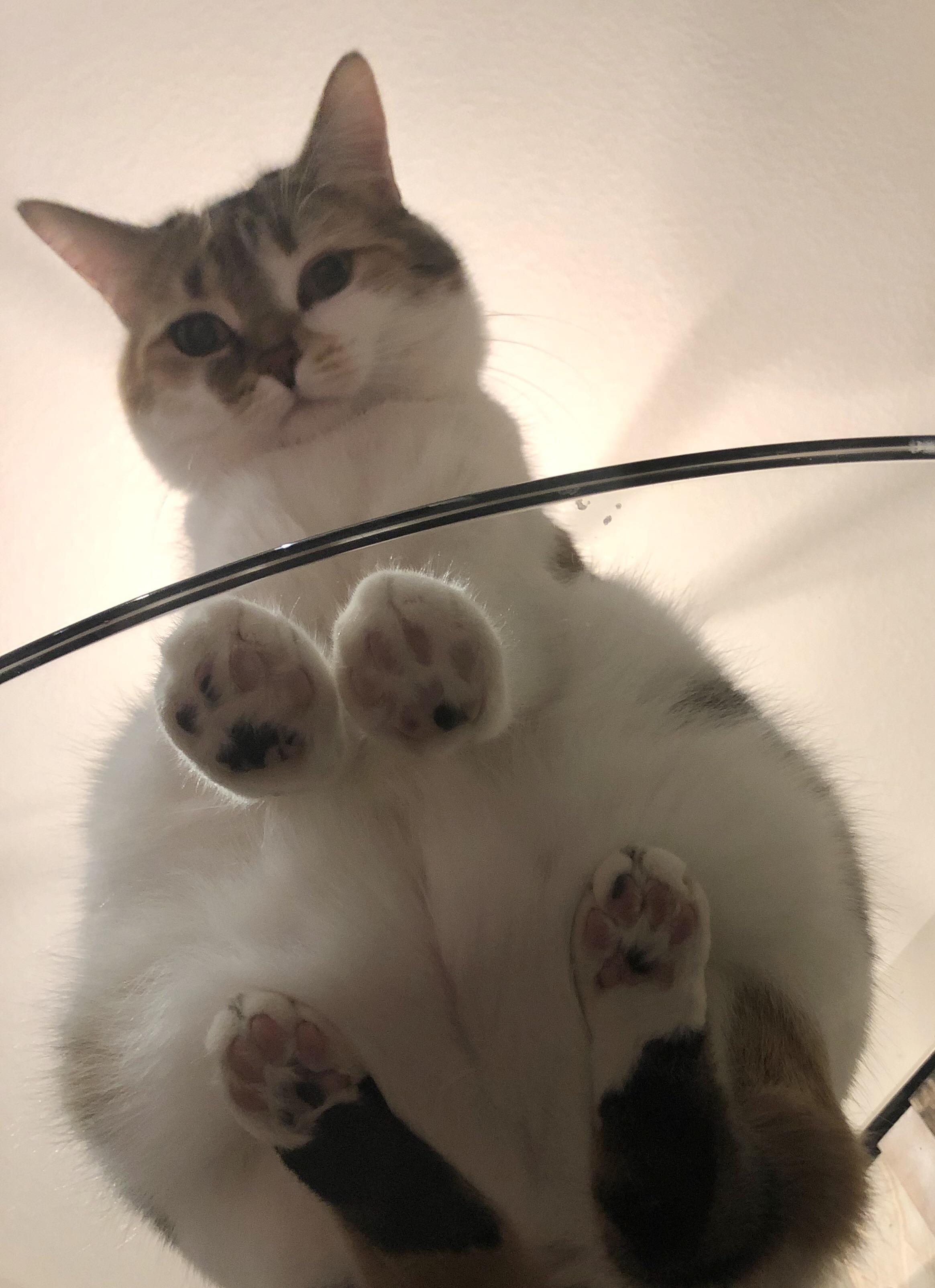 Toe beans on glass 🥰 | Scrolller