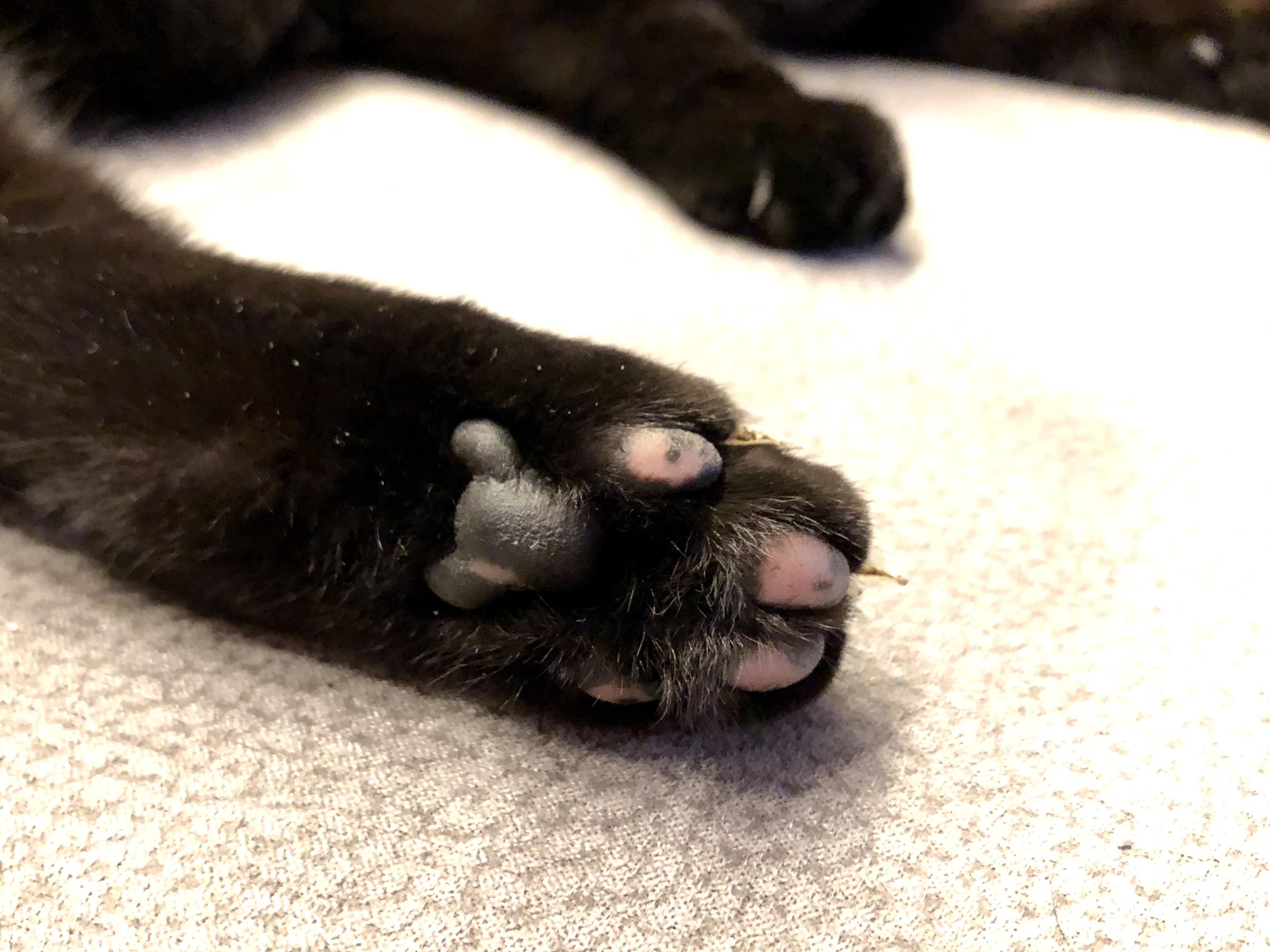 Toebeans started turning skin colored. | Scrolller