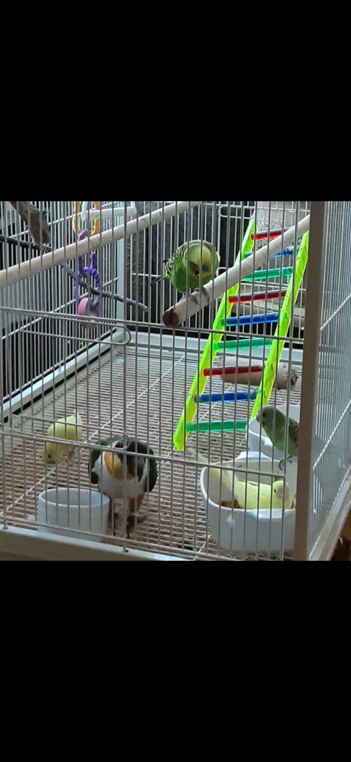 Tom, Sid, Huck, and Becky enjoying some salad with their buddy. | Scrolller