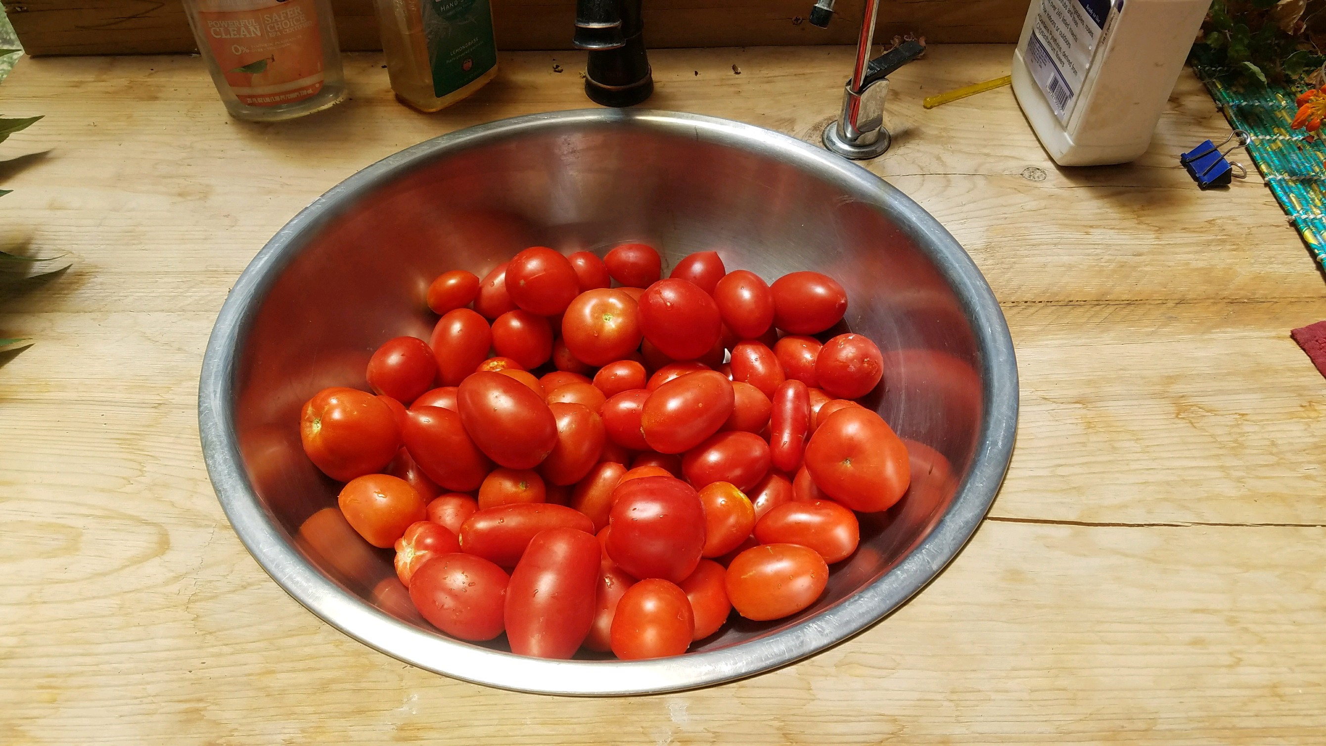 Tomato Security. 77 tomatoes were picked from the #earthship classroom ...