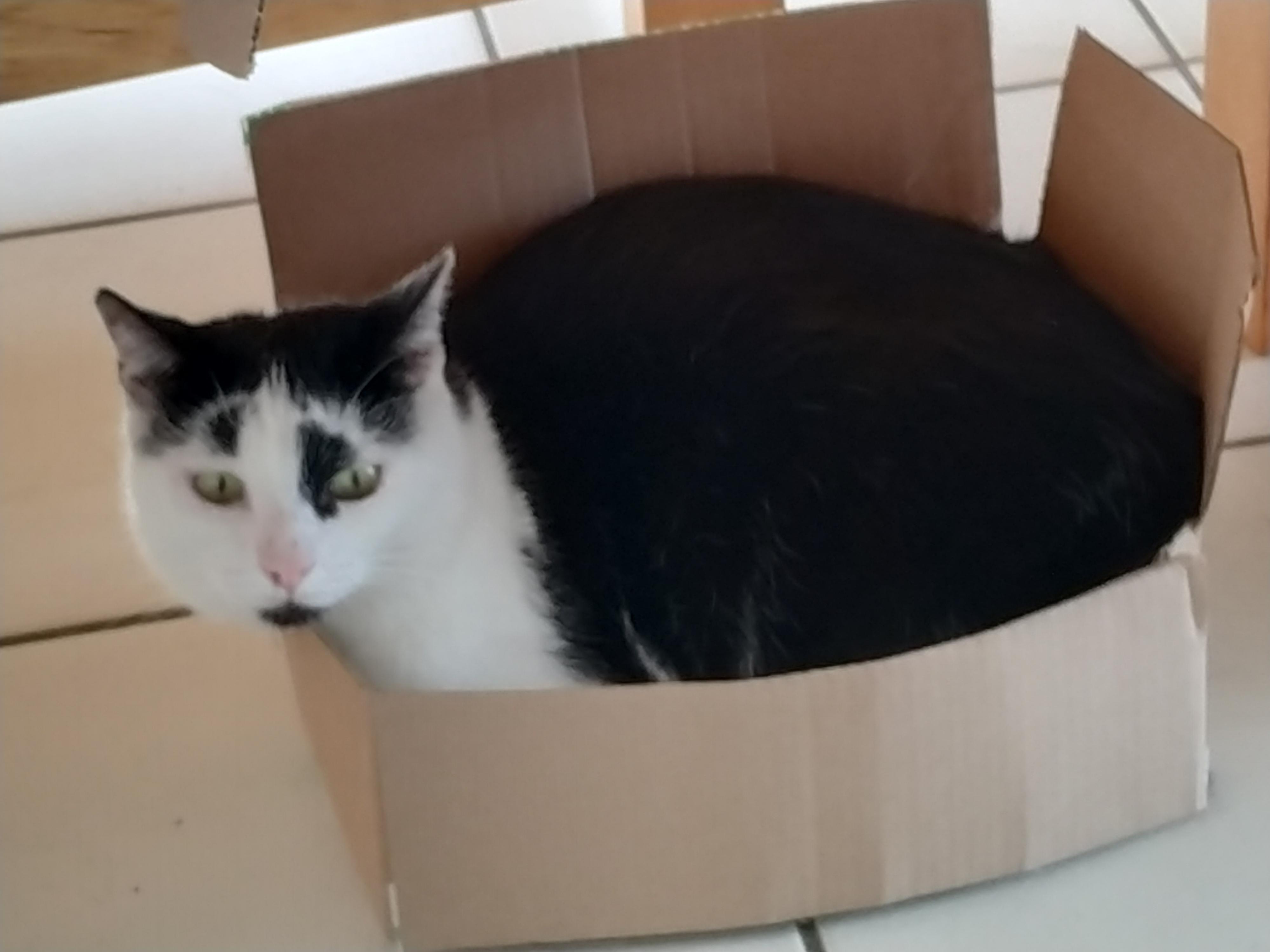 Tommy in the box | Scrolller