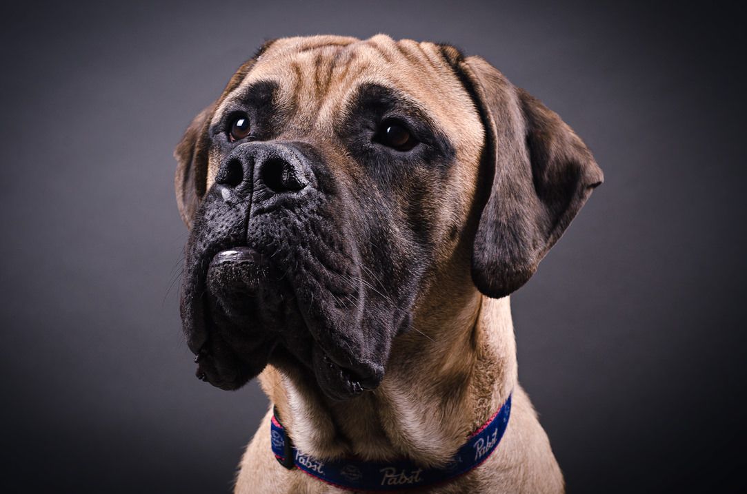 Took Glamour shots of my boy, Hank yesterday. | Scrolller