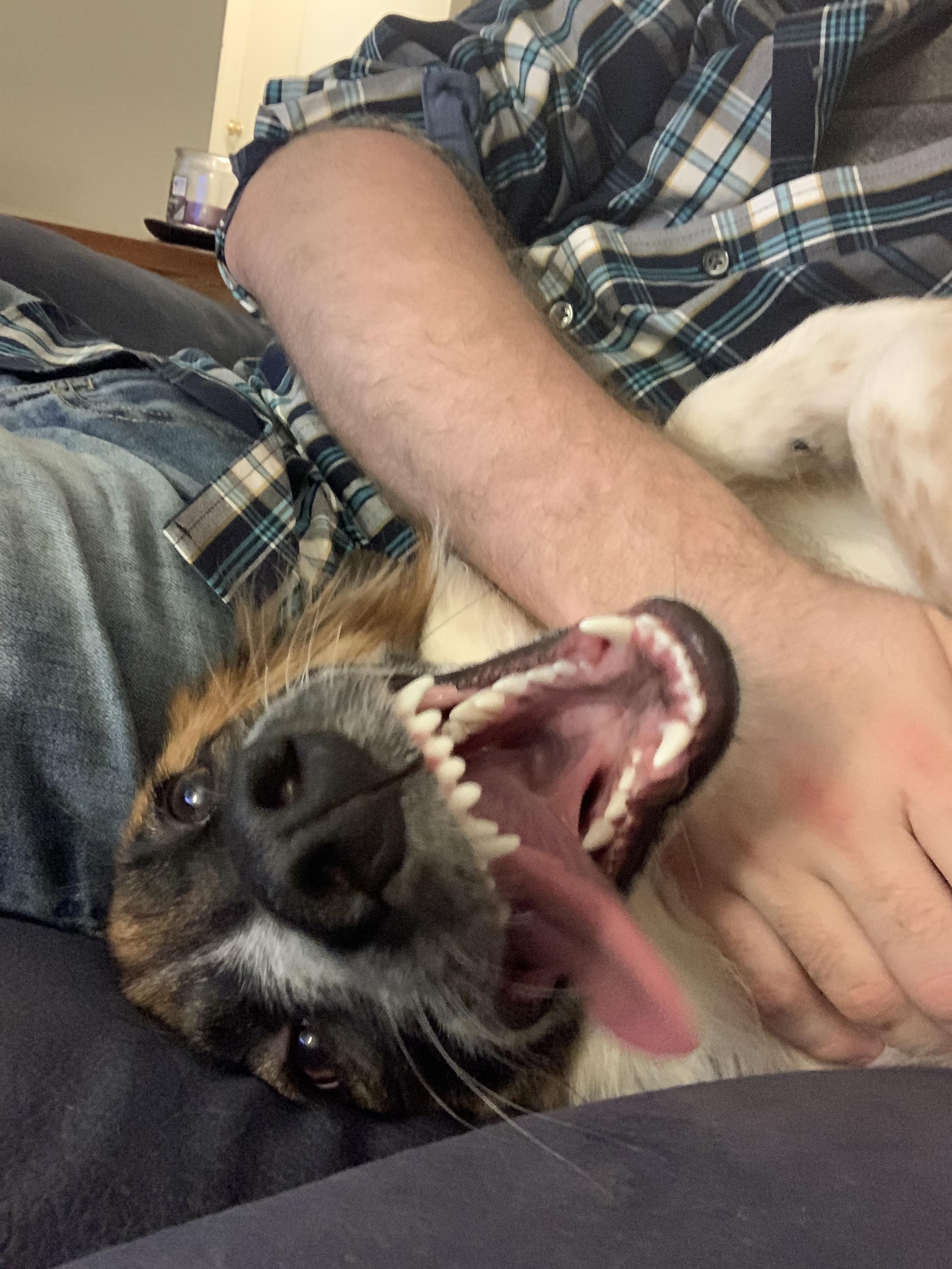 Tooth Monster | Scrolller