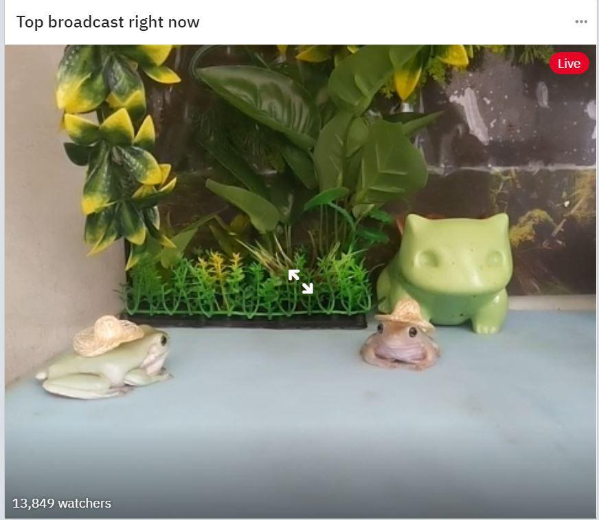 Top Broadcast on the RPA: Two frog wearing cowboy hats | Scrolller