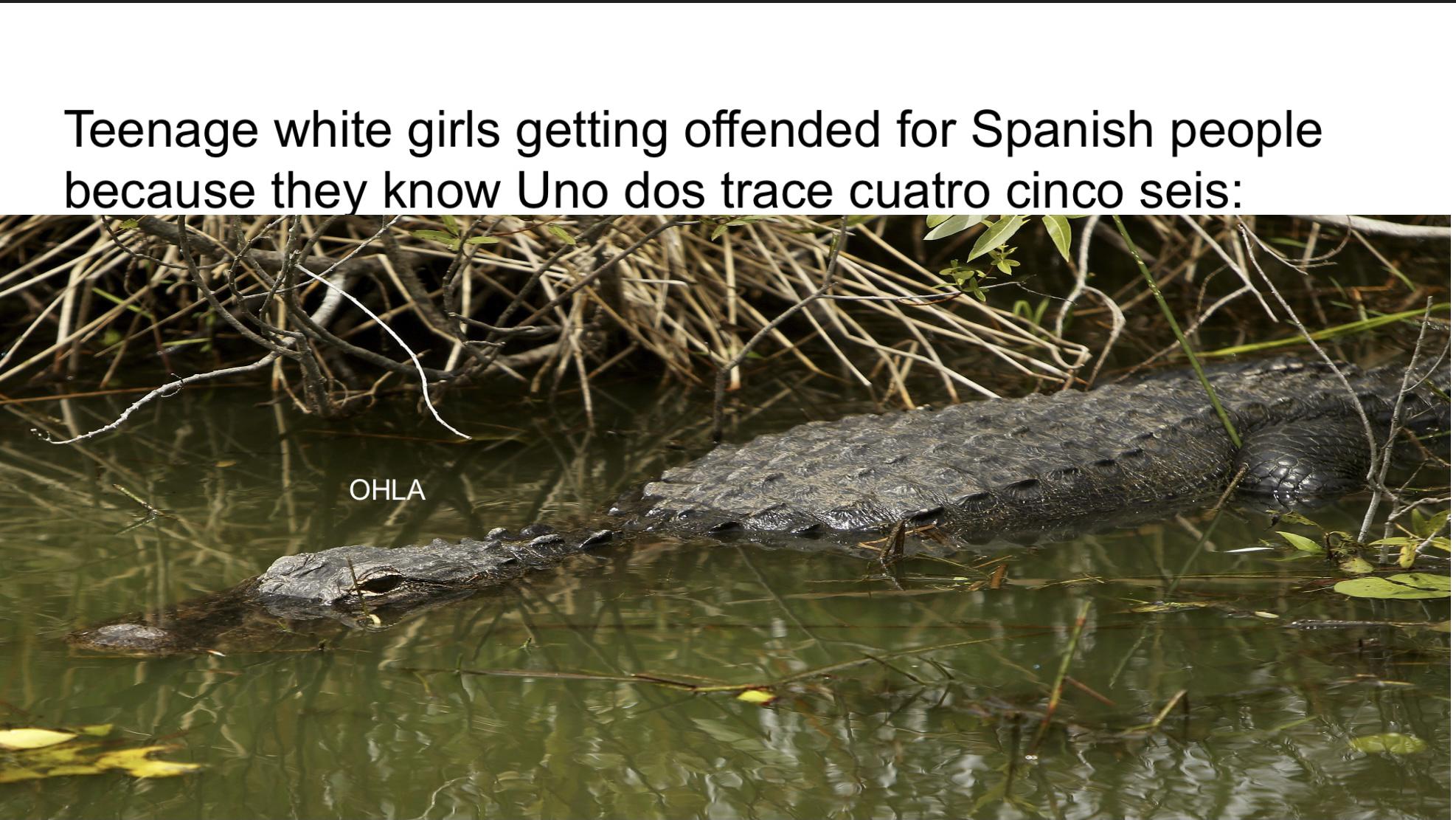 Top Text | Scrolller