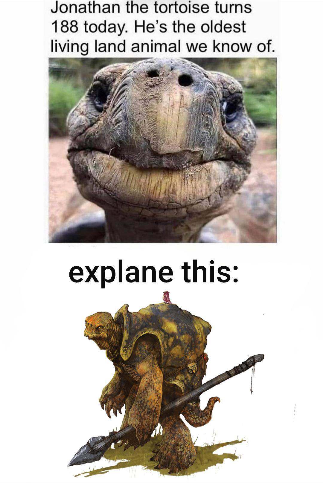 Tortles..... turtle?...... or tortoise? | Scrolller