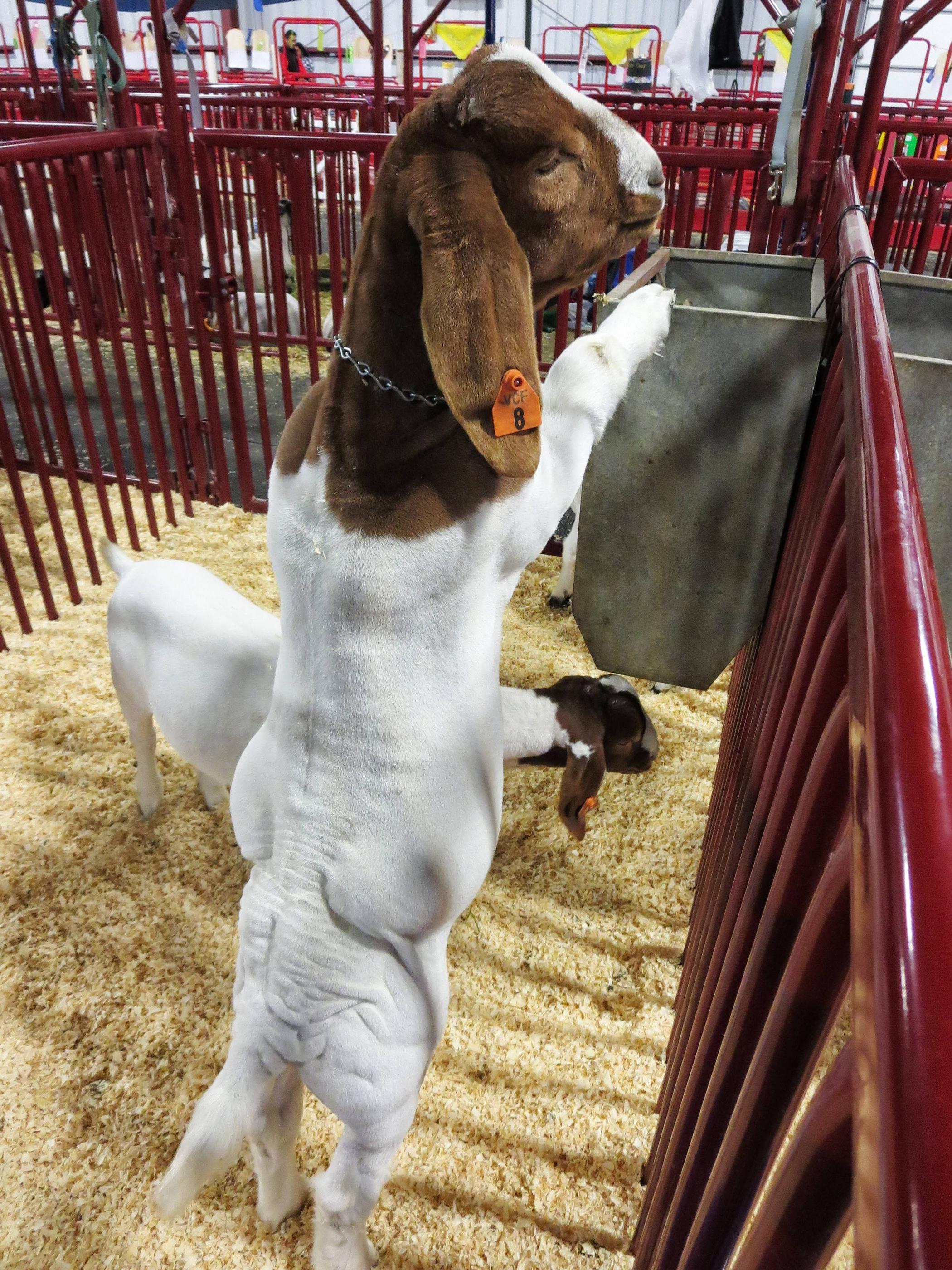 Total boat (buff goat) | Scrolller