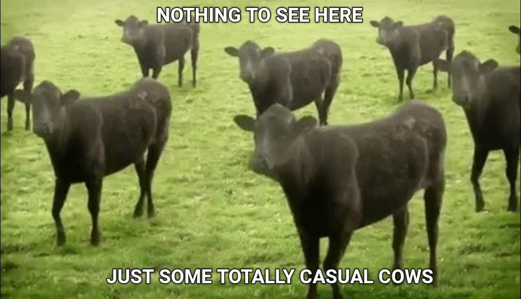 Totally usual cows | Scrolller