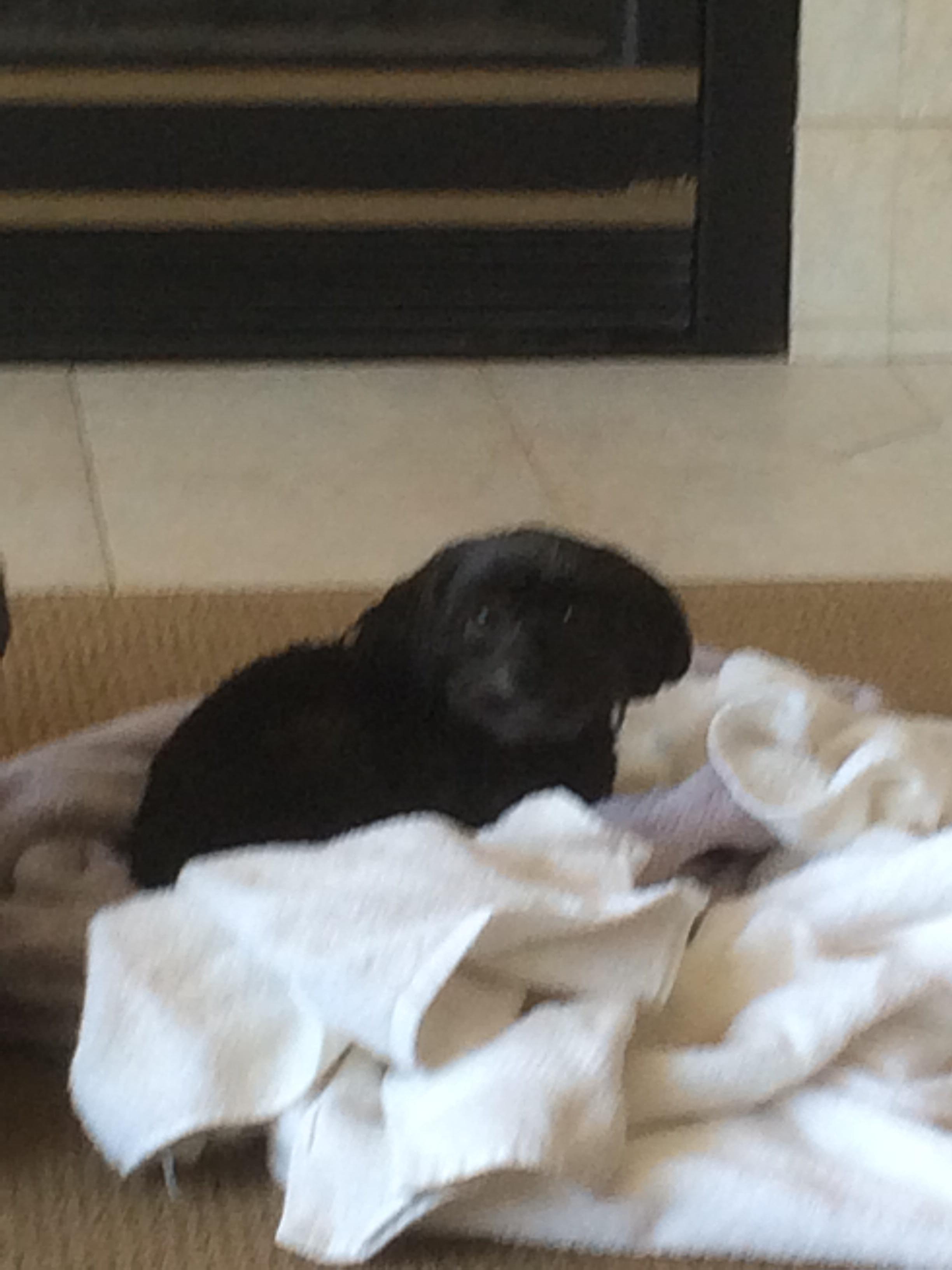 Towel Pupper | Scrolller