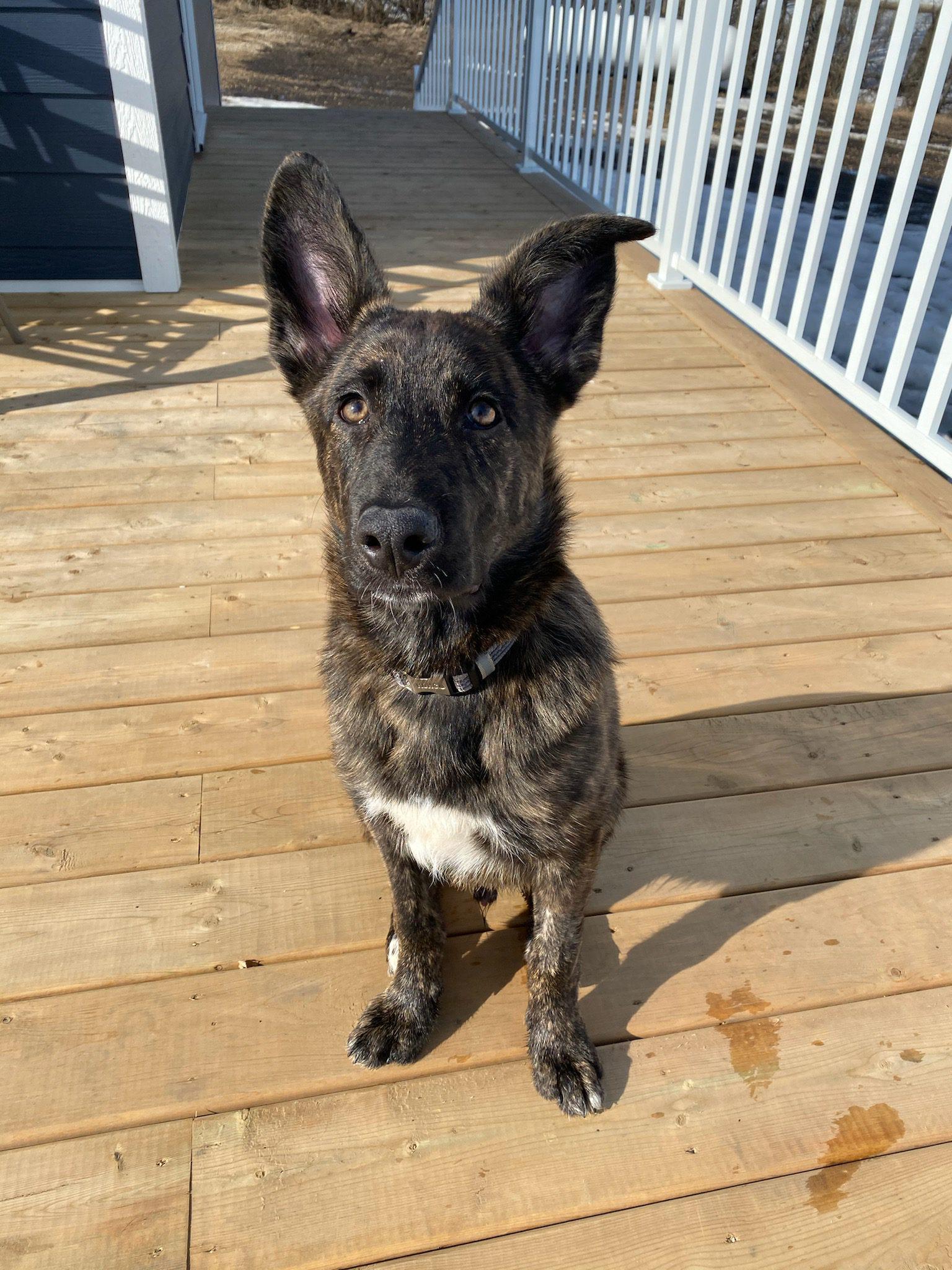 Training Help Request | Scrolller