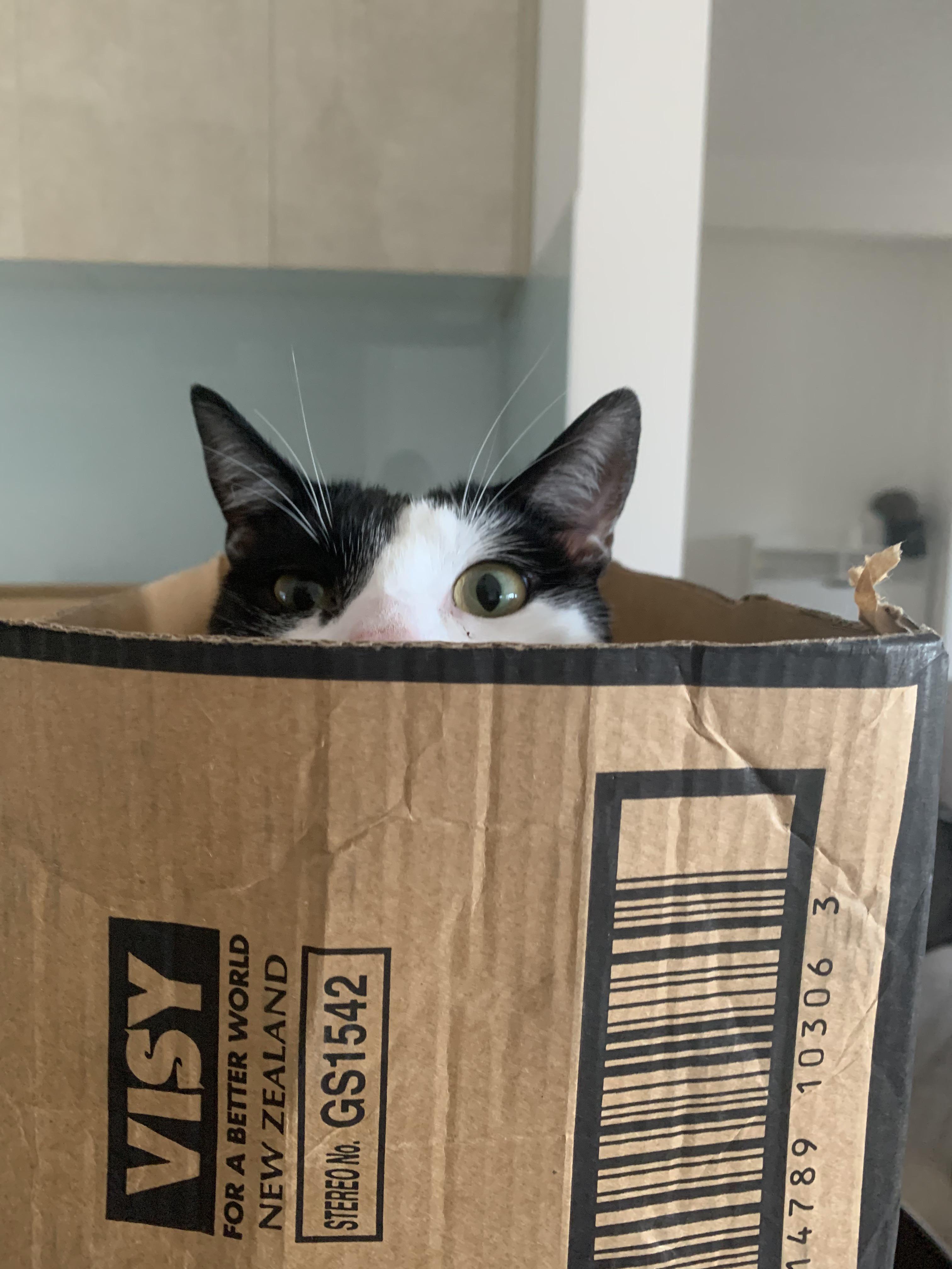 trapped! | Scrolller