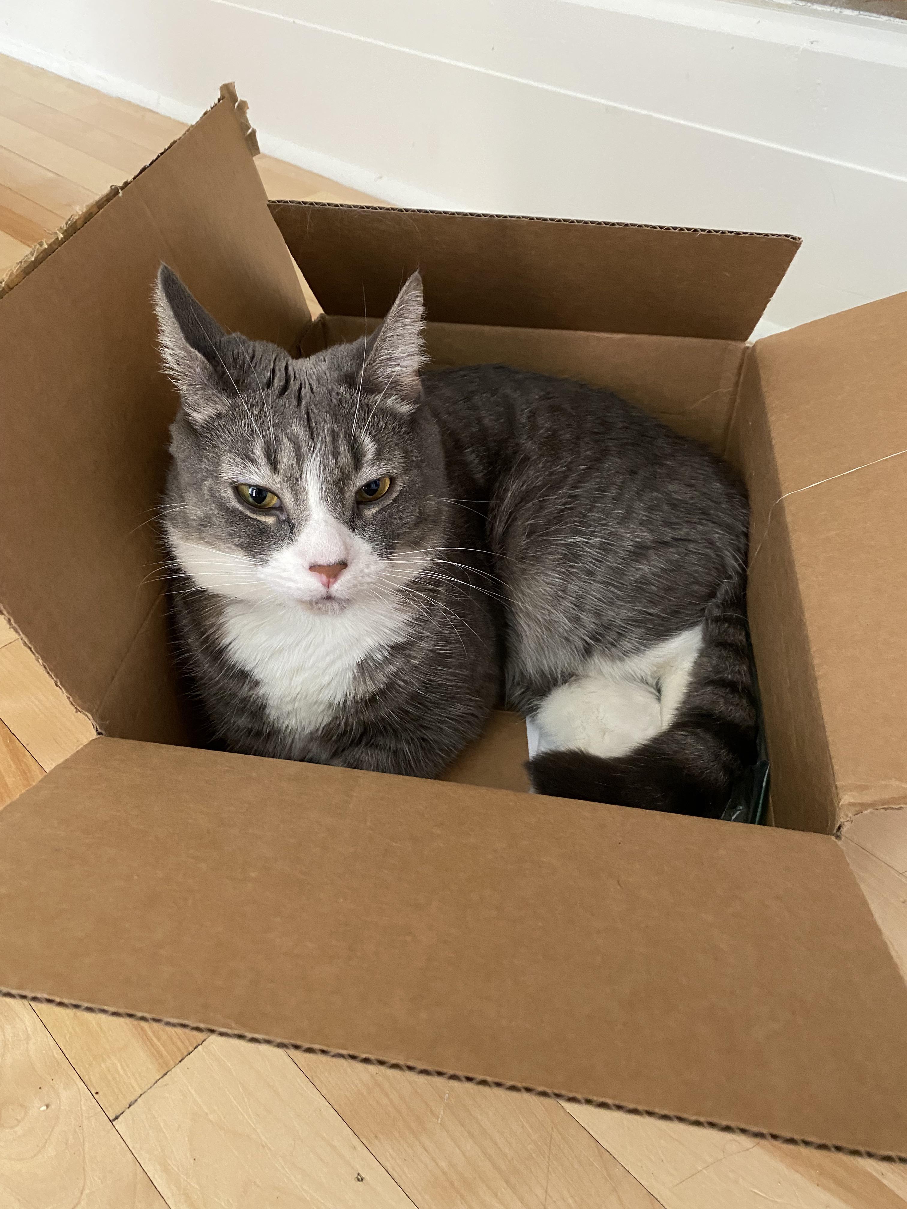 Trapped Cat on High Alert | Scrolller