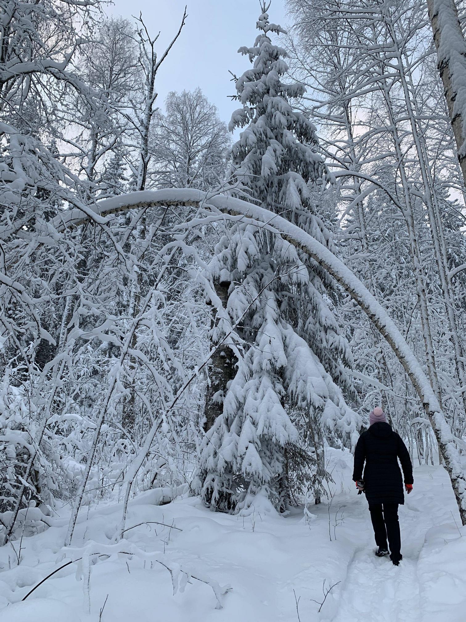 Tree bent by the snow | Scrolller