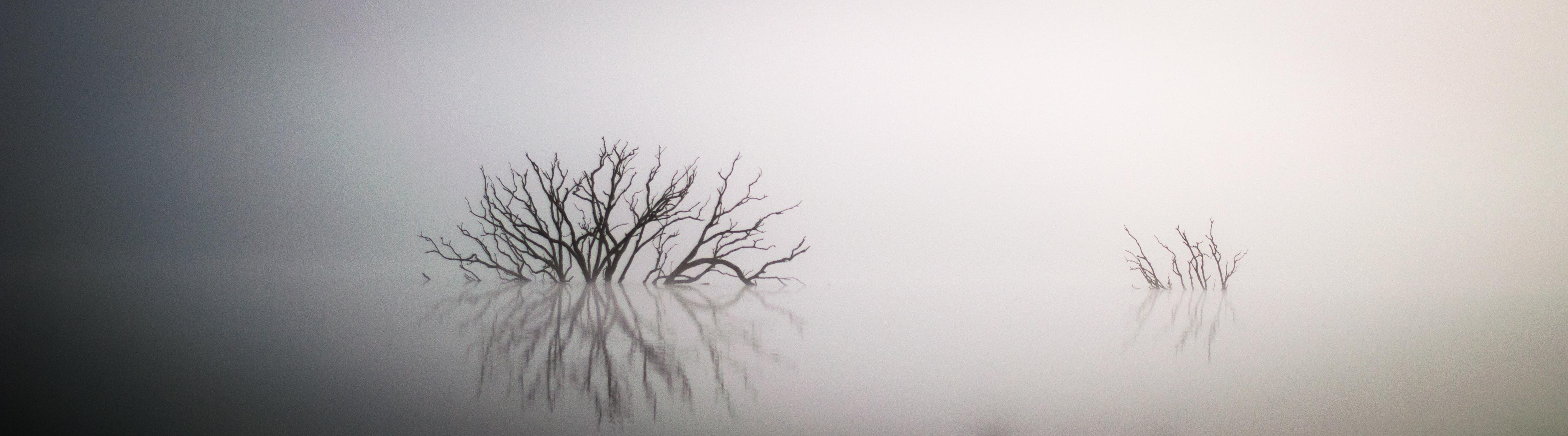 Trees in a lake [OC][4909 x 1367] | Scrolller