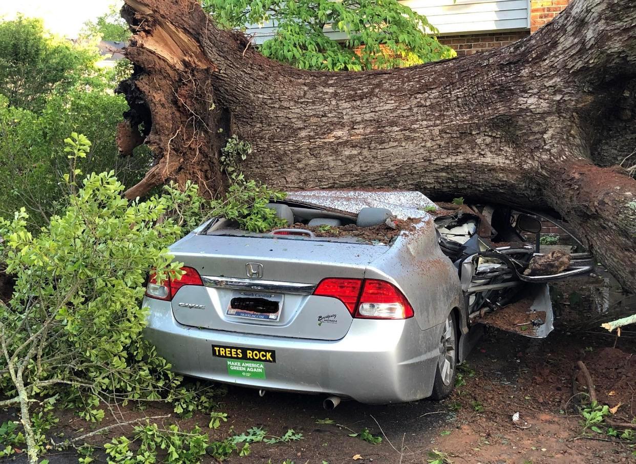 Trees Rock | Scrolller