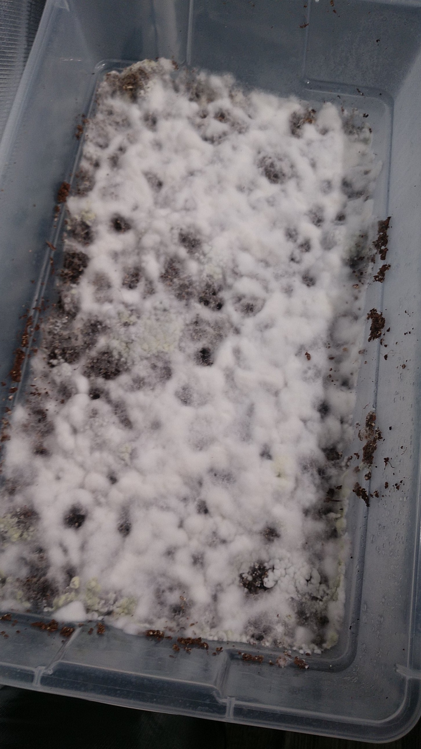 Trich forming? Or something else | Scrolller