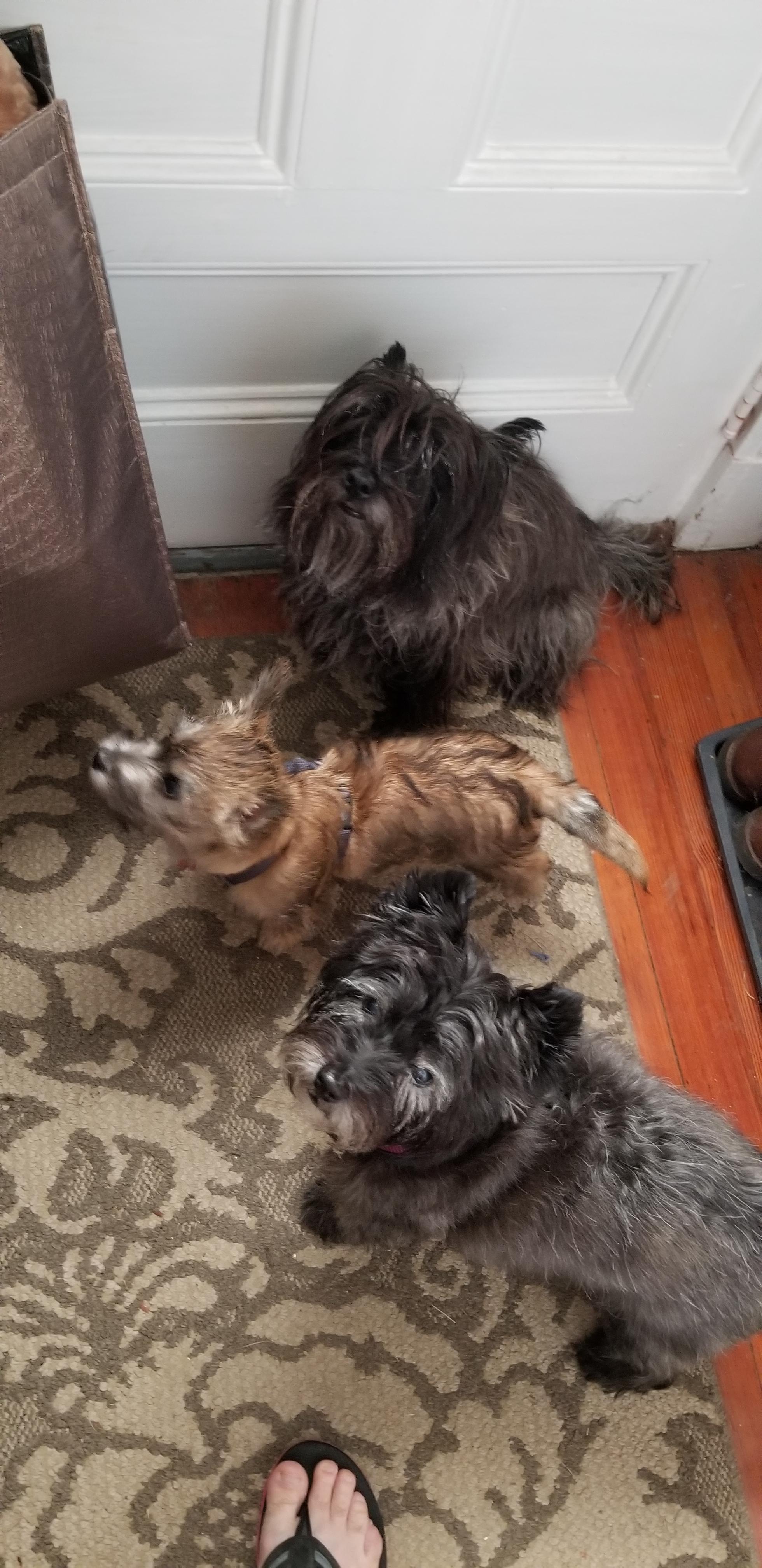 Triple Trouble! | Scrolller