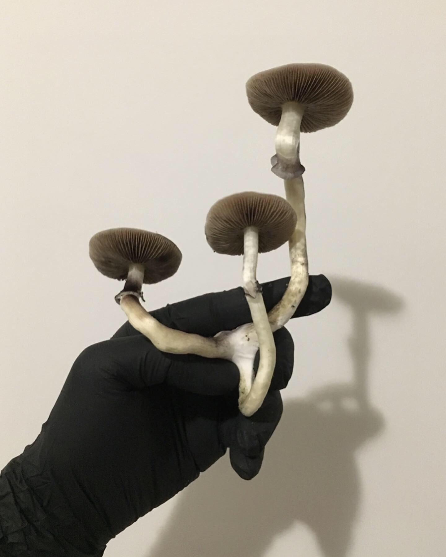 Triplets! | Scrolller