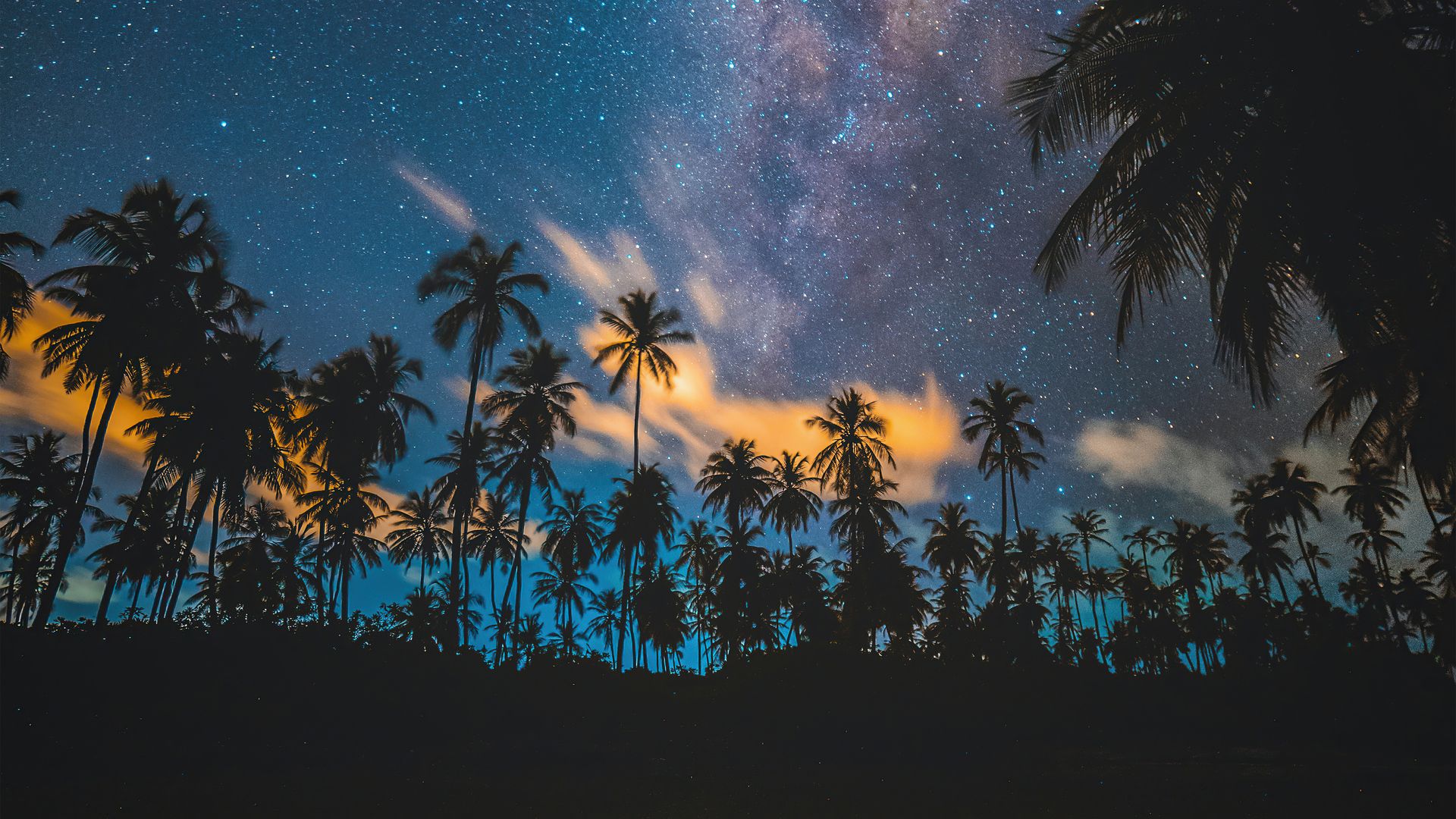 Tropical Palm Trees [1920x1080] | Scrolller