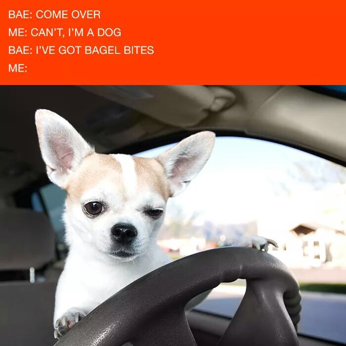 True dedication | Scrolller