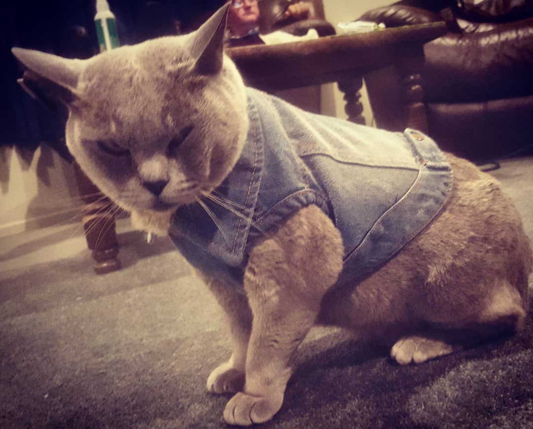 Tuff cat | Scrolller