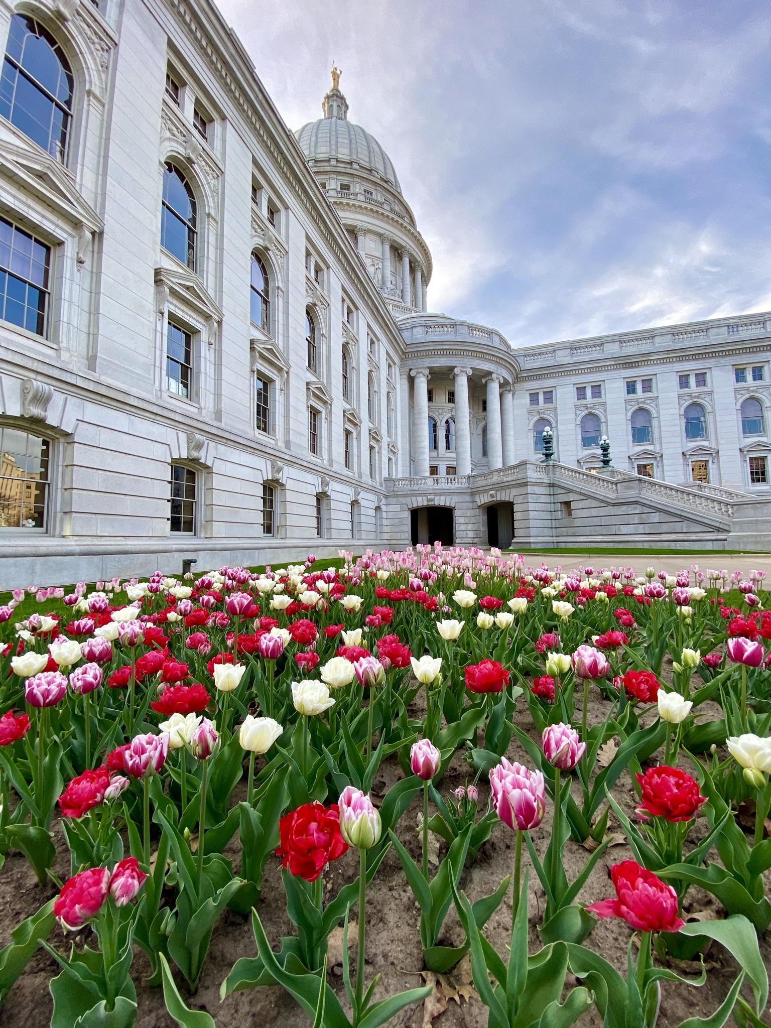 Tulips at the Capitol!! | Scrolller