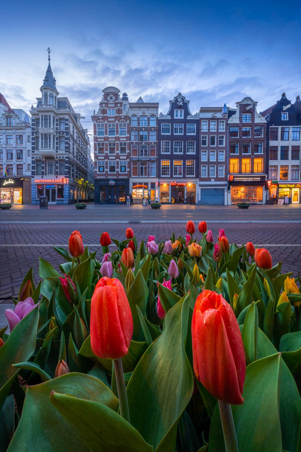 Tulips in Amsterdam | Scrolller