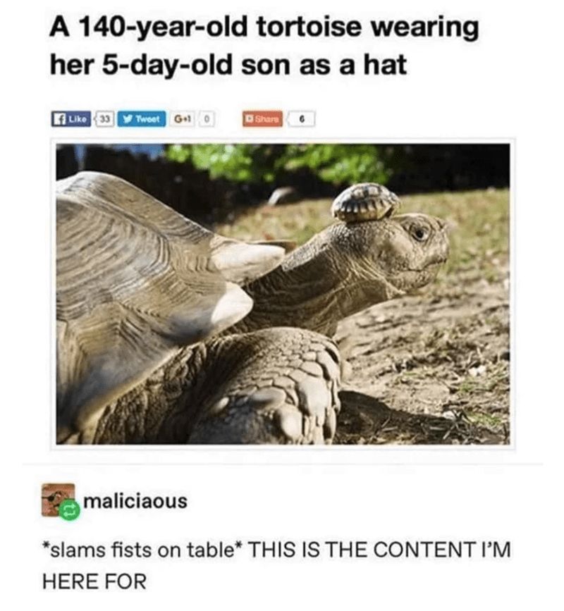 Tumblr at its best | Scrolller