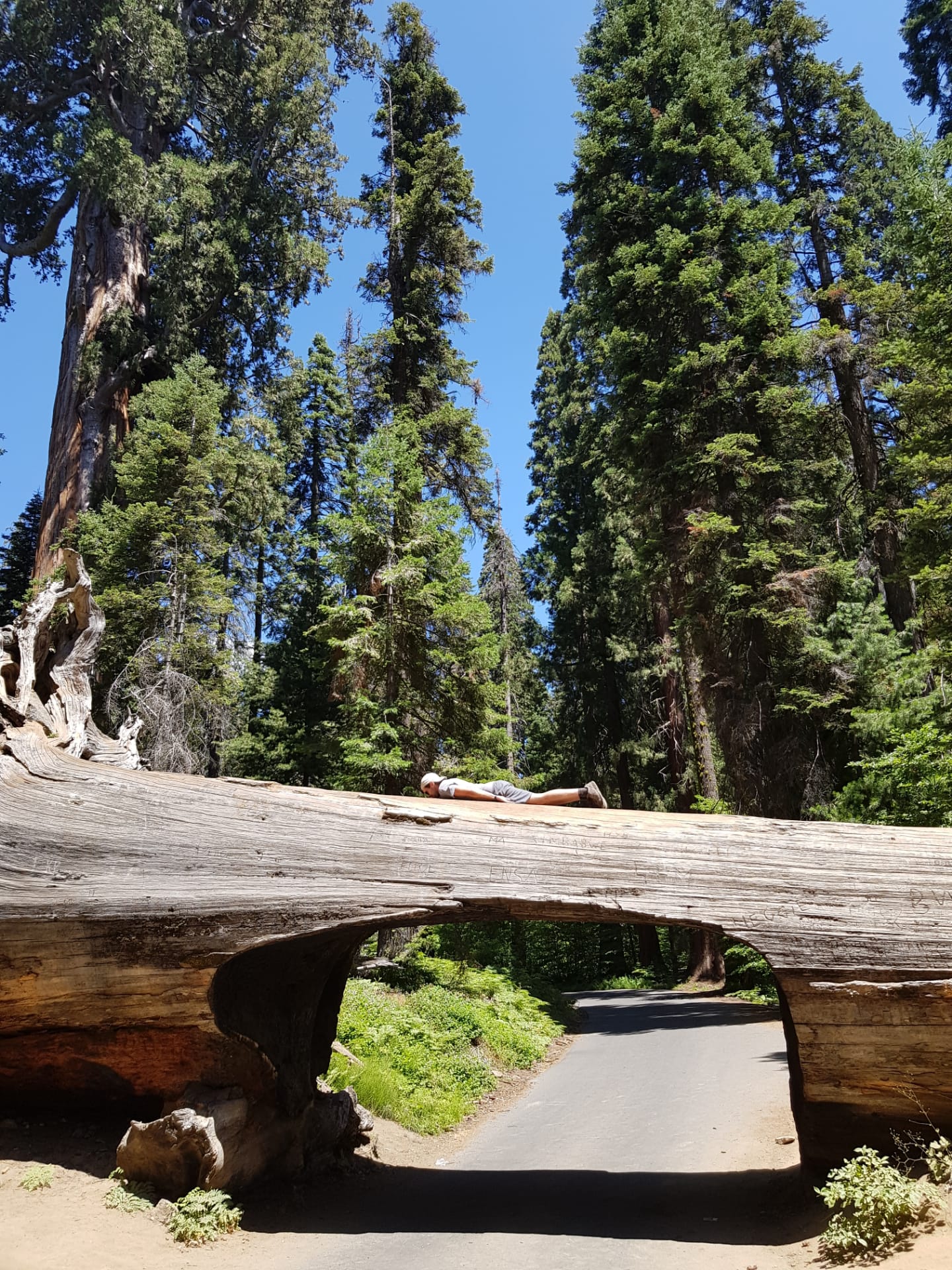 Tunnel log planking | Scrolller