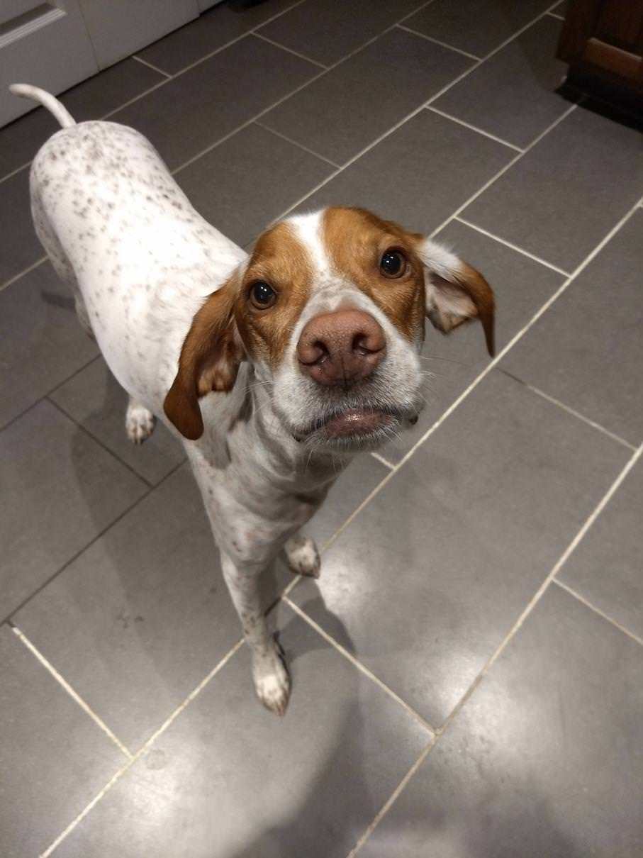 Turbo the setter/pointer mix :) | Scrolller