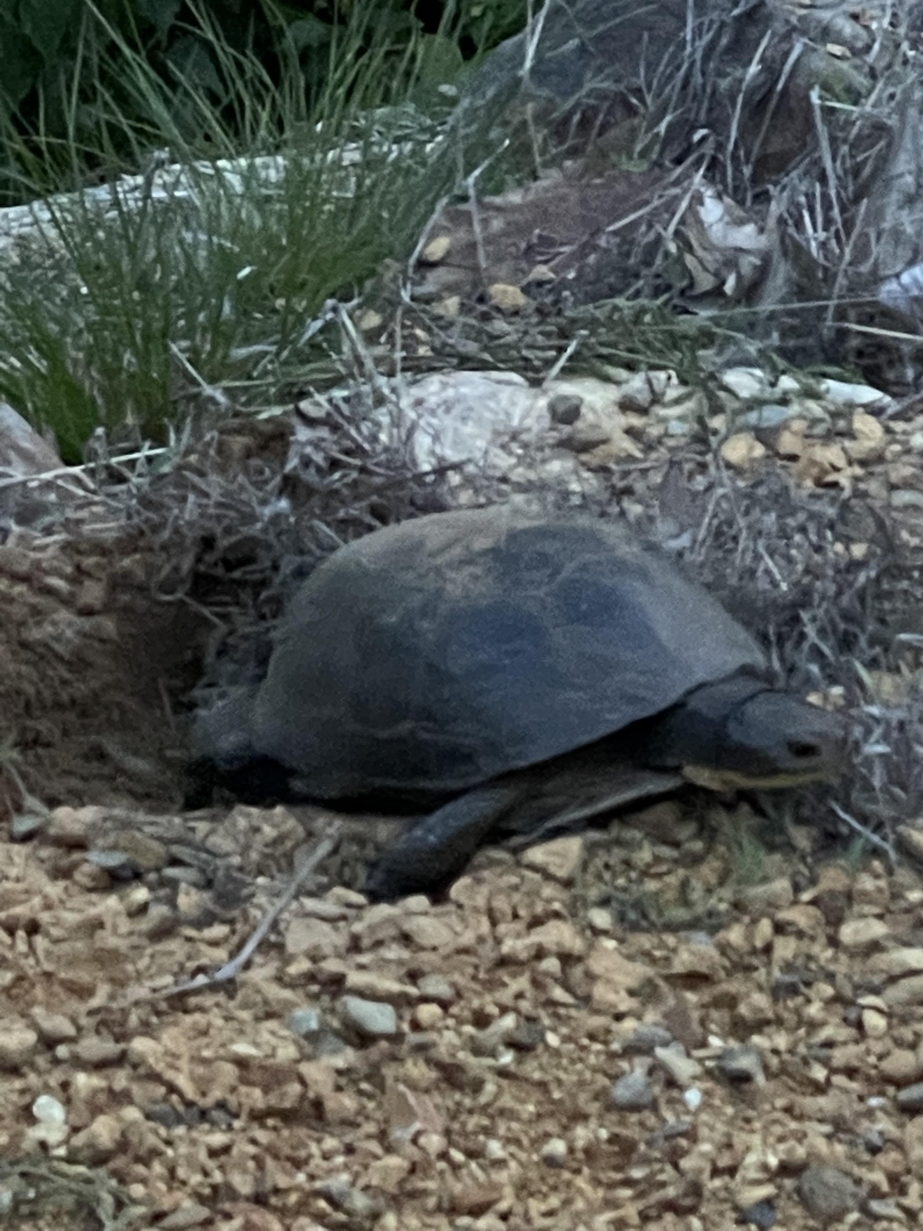 Turtle laying eggs | Scrolller