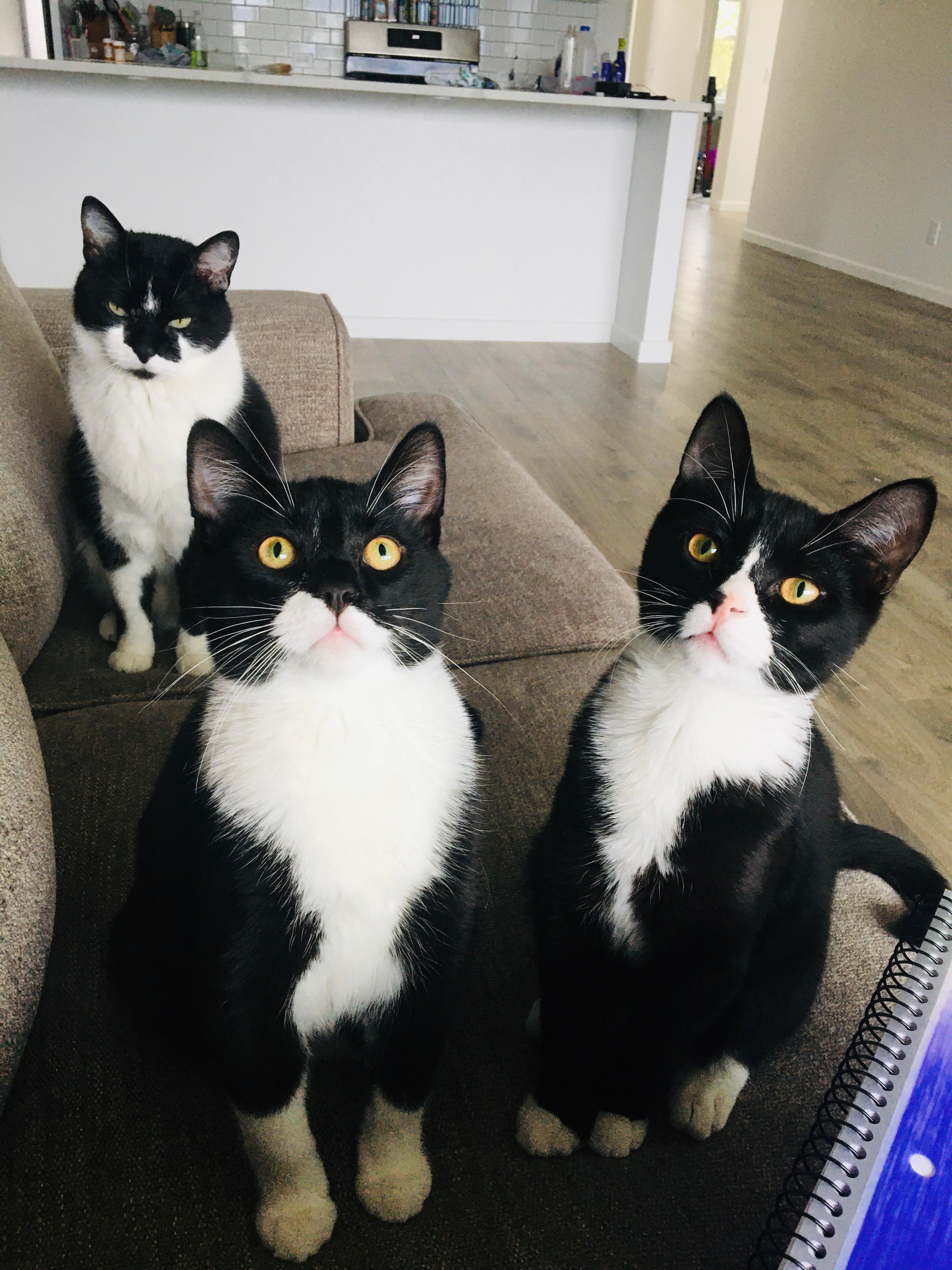 Tuxedo gang!!! | Scrolller