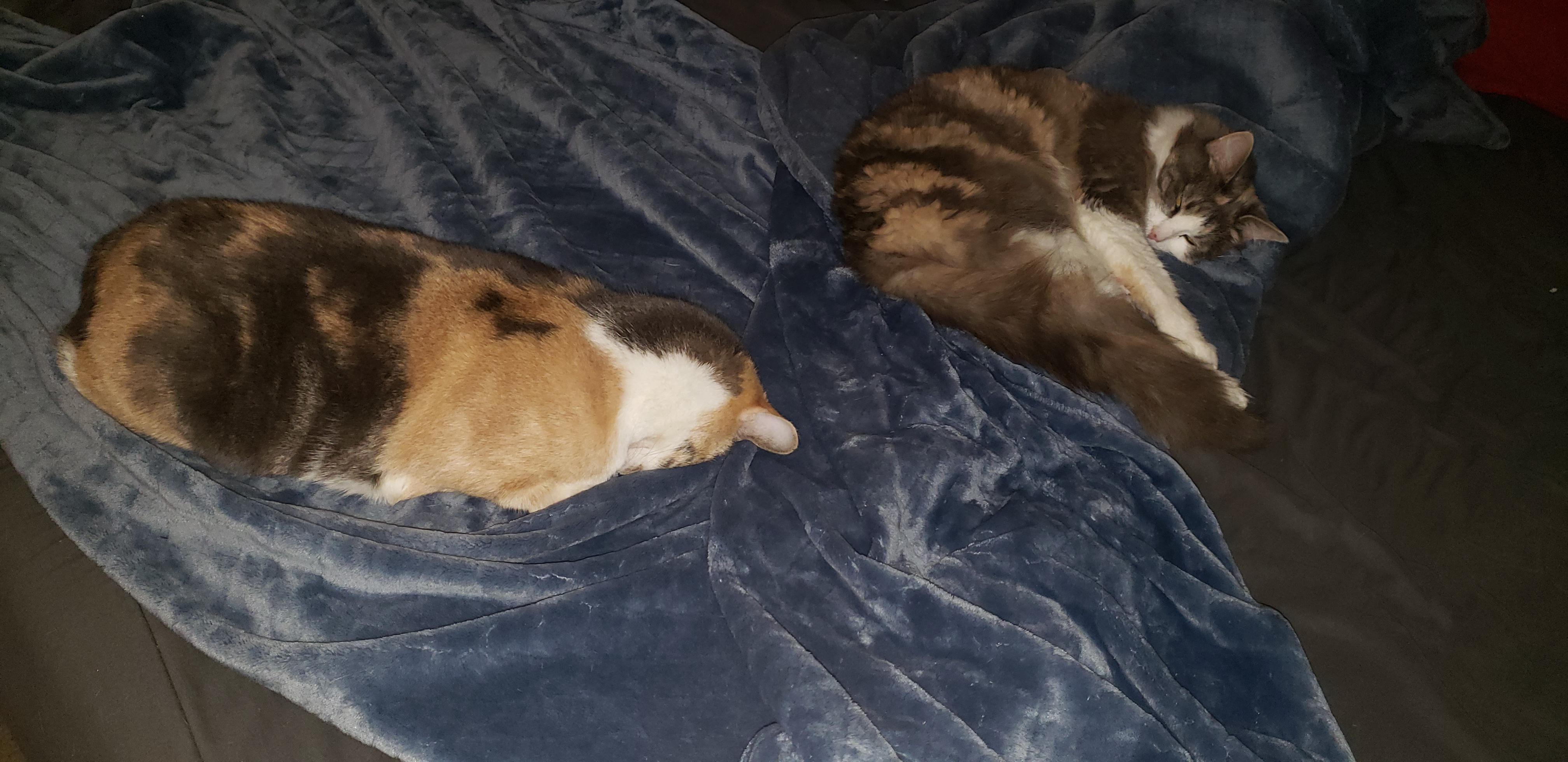 Two different types of sleepers | Scrolller