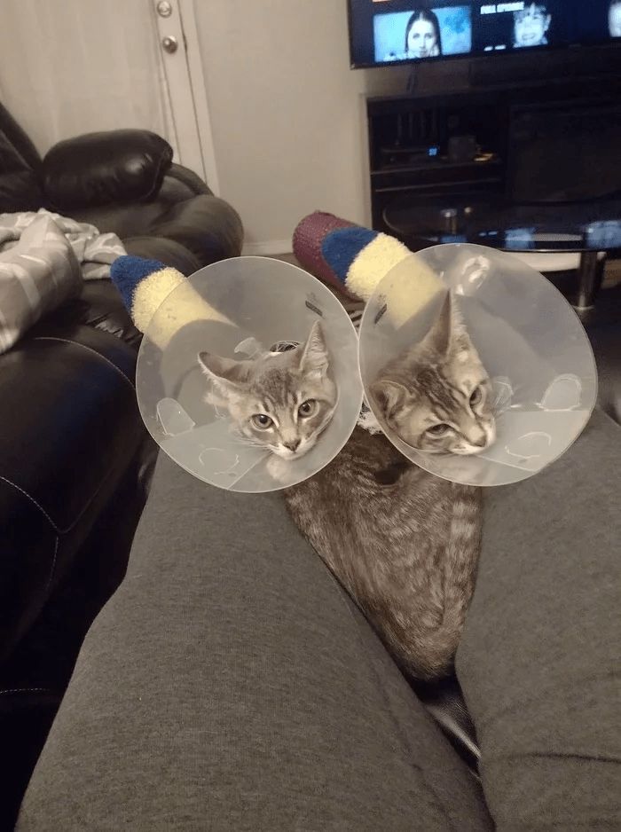 Two-headed | Scrolller