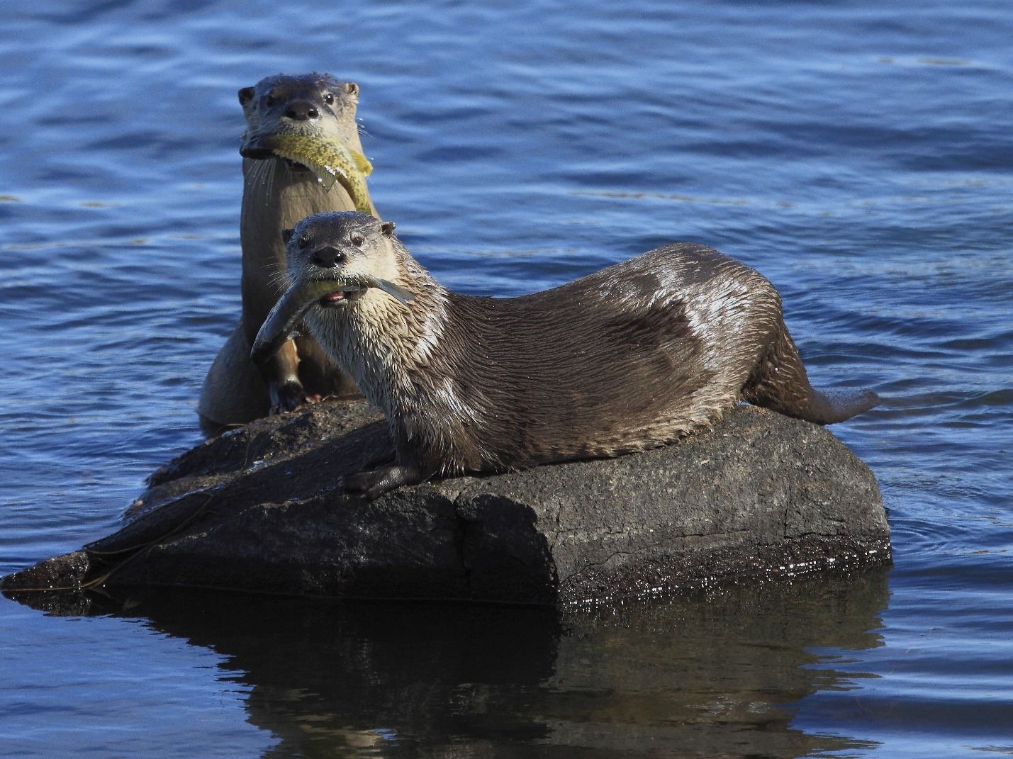 🔥 Two River Otters and their catch (Photo credit to Randy Jones) | Scrolller