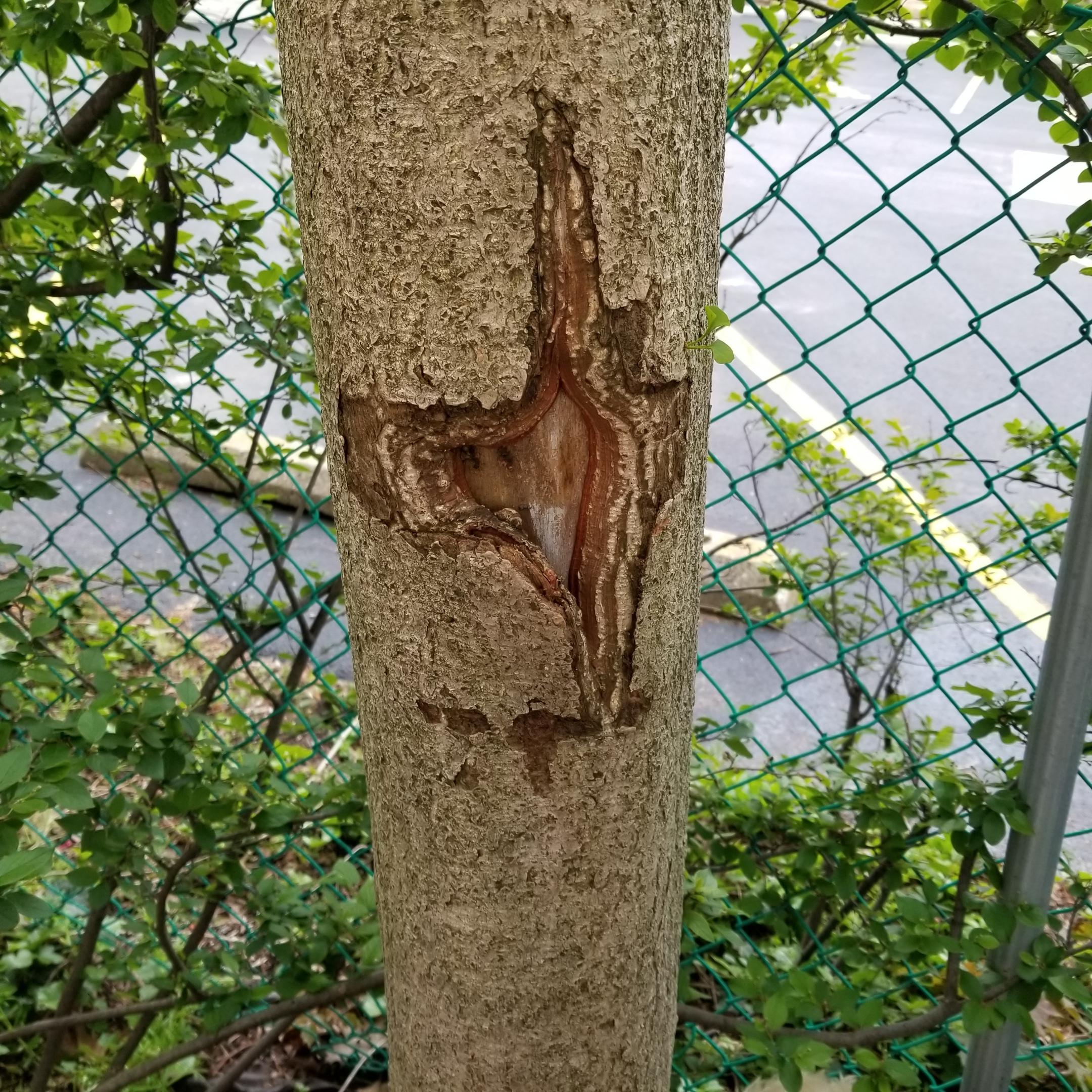 Two tree mistakes, can you spot them both? | Scrolller