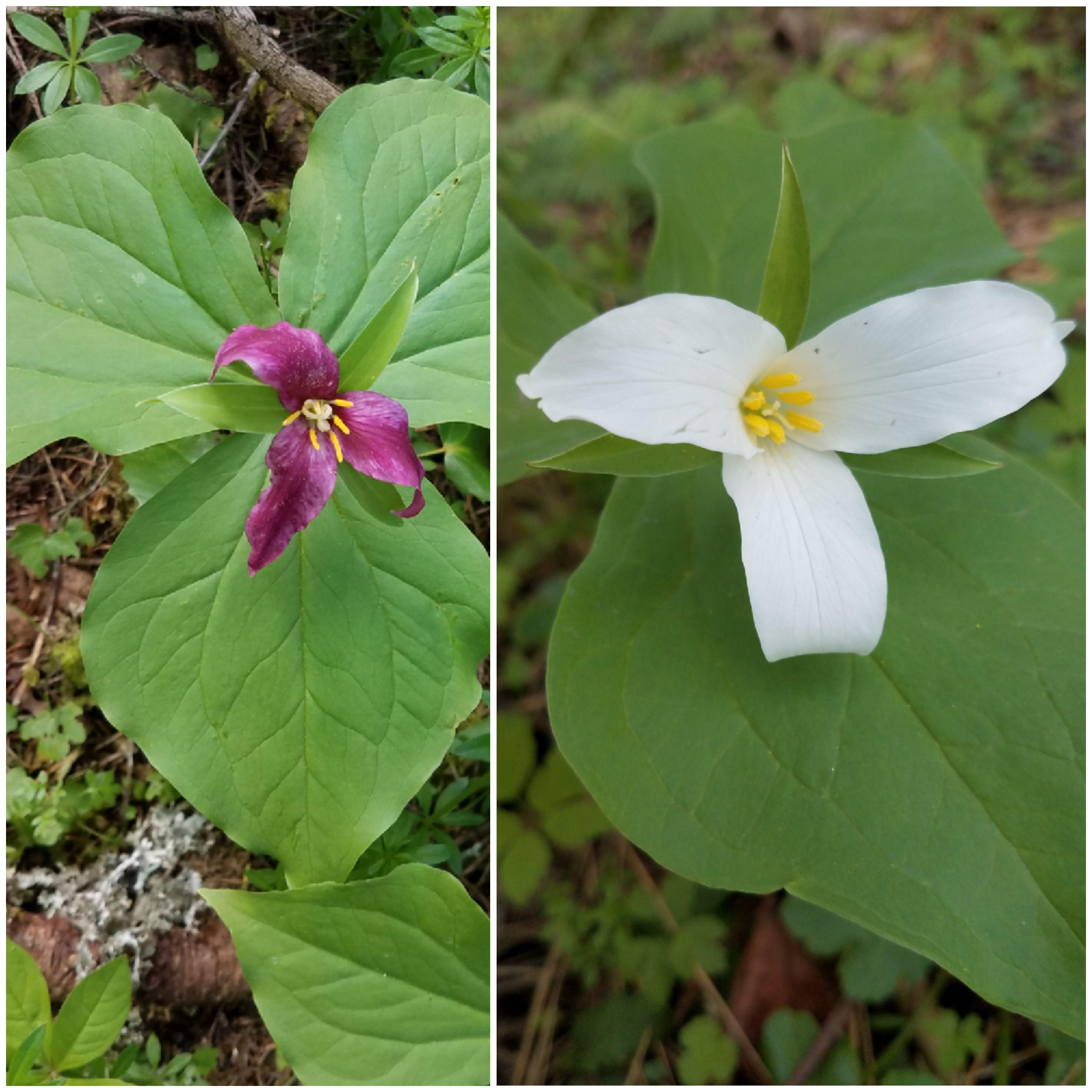 Two Trillium ovatum | Scrolller