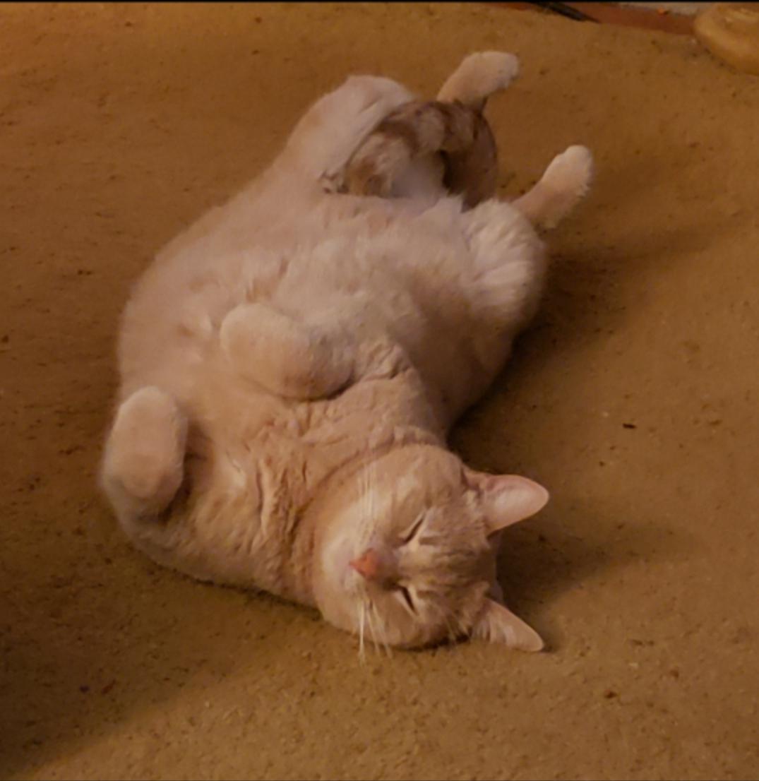 Ty loves to show off his cuddly belly. | Scrolller