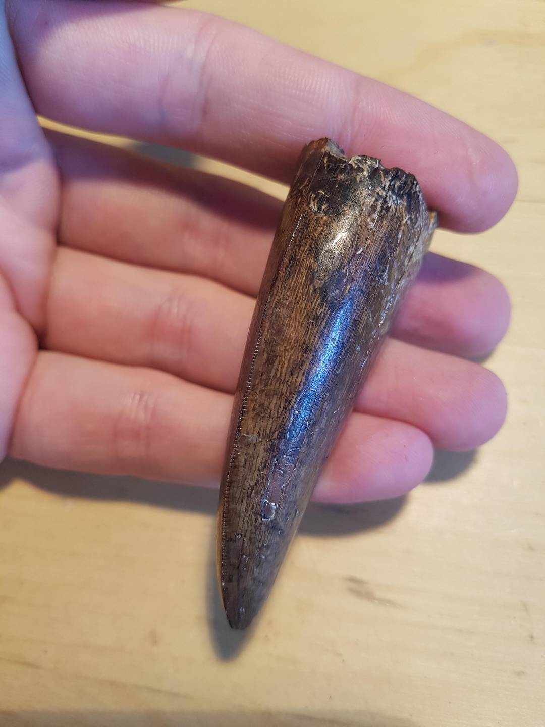 Tyrannosaurus Rex Tooth | Scrolller
