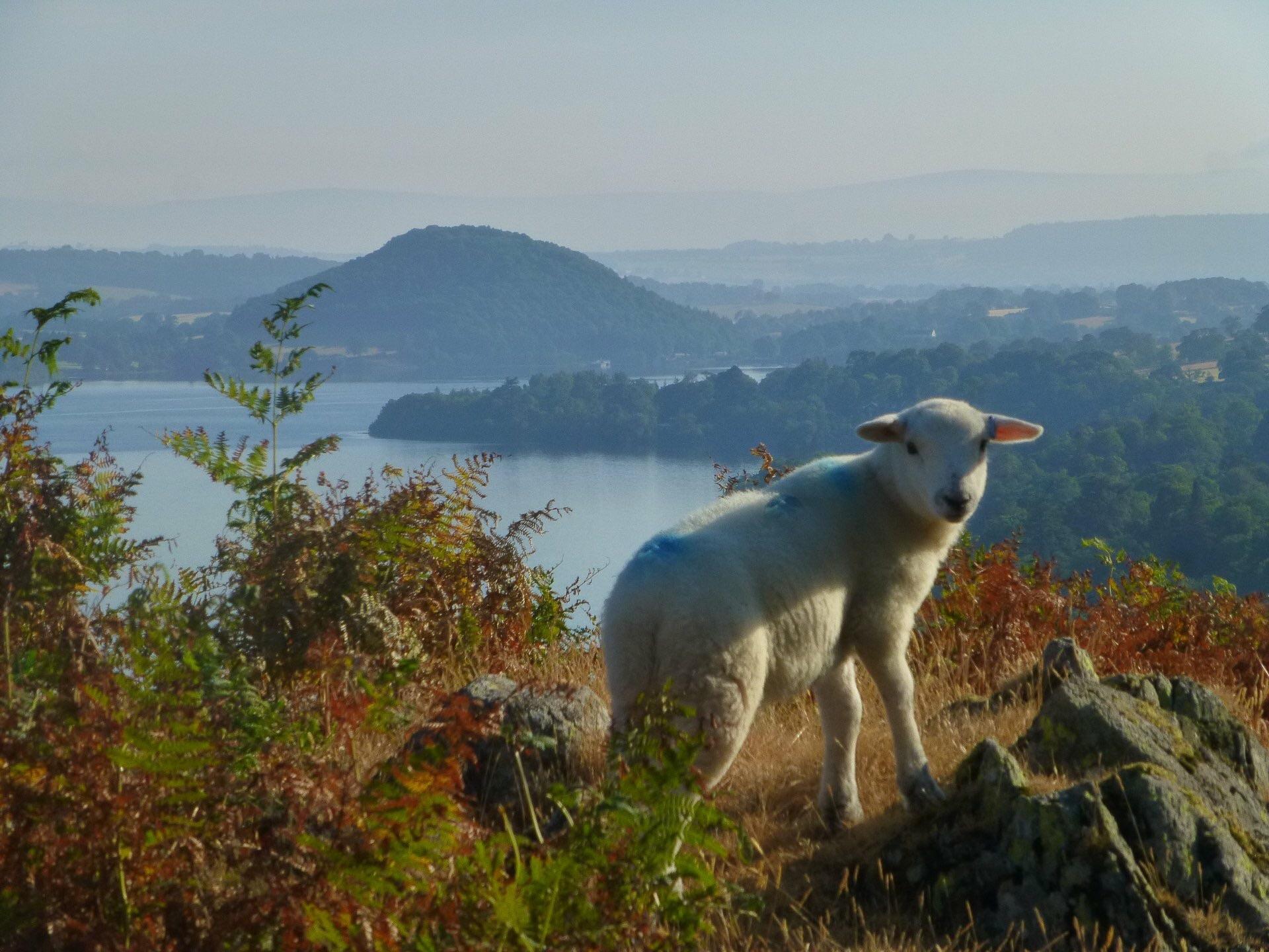 Ullswater lamb | Scrolller