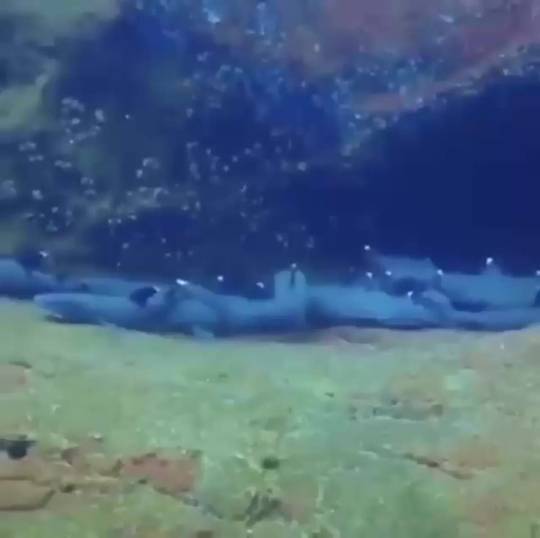 🔥 Unexpected curious visitor approaches while filming sleepy whitetips 🔥 | Scrolller