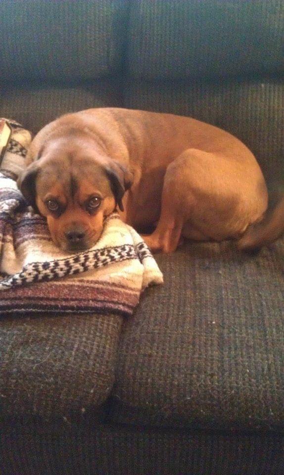 Unexpectedly lost our good boy Barney today. Please enjoy this picture ...